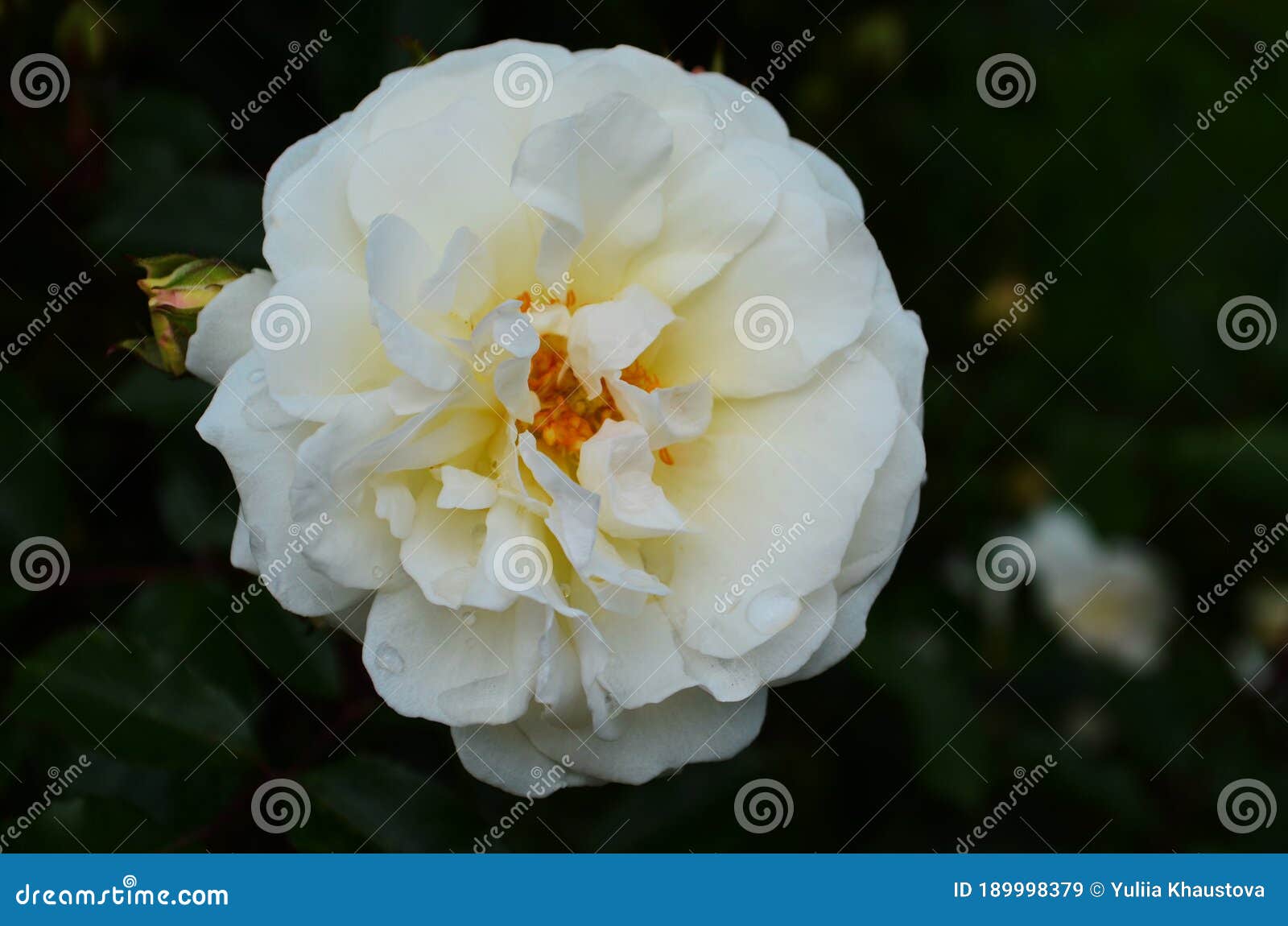 Beautiful White Roses in Full Bloom. Stock Image - Image of foliage ...