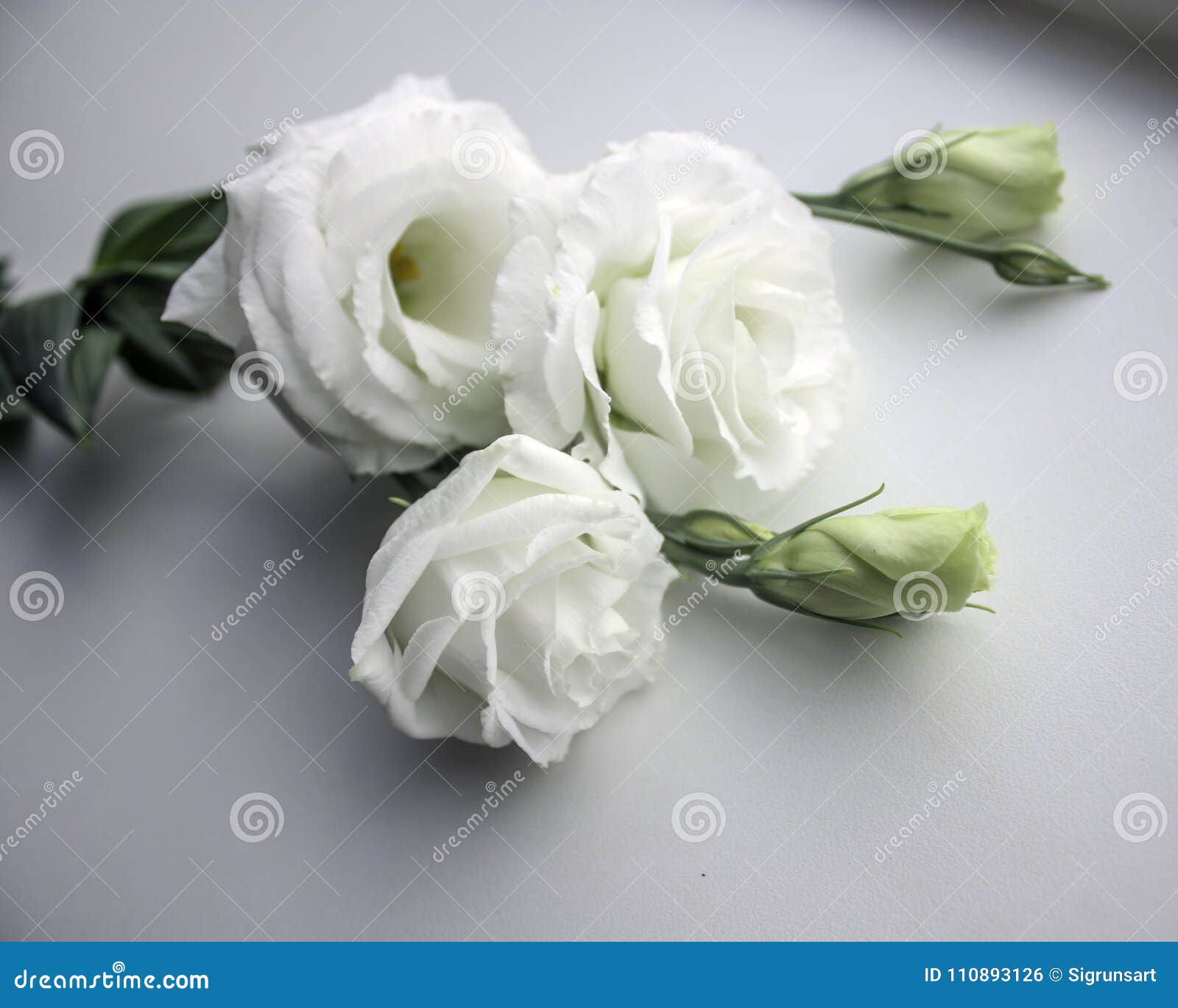 Beautiful White Roses on a White Table Stock Photo - Image of life ...