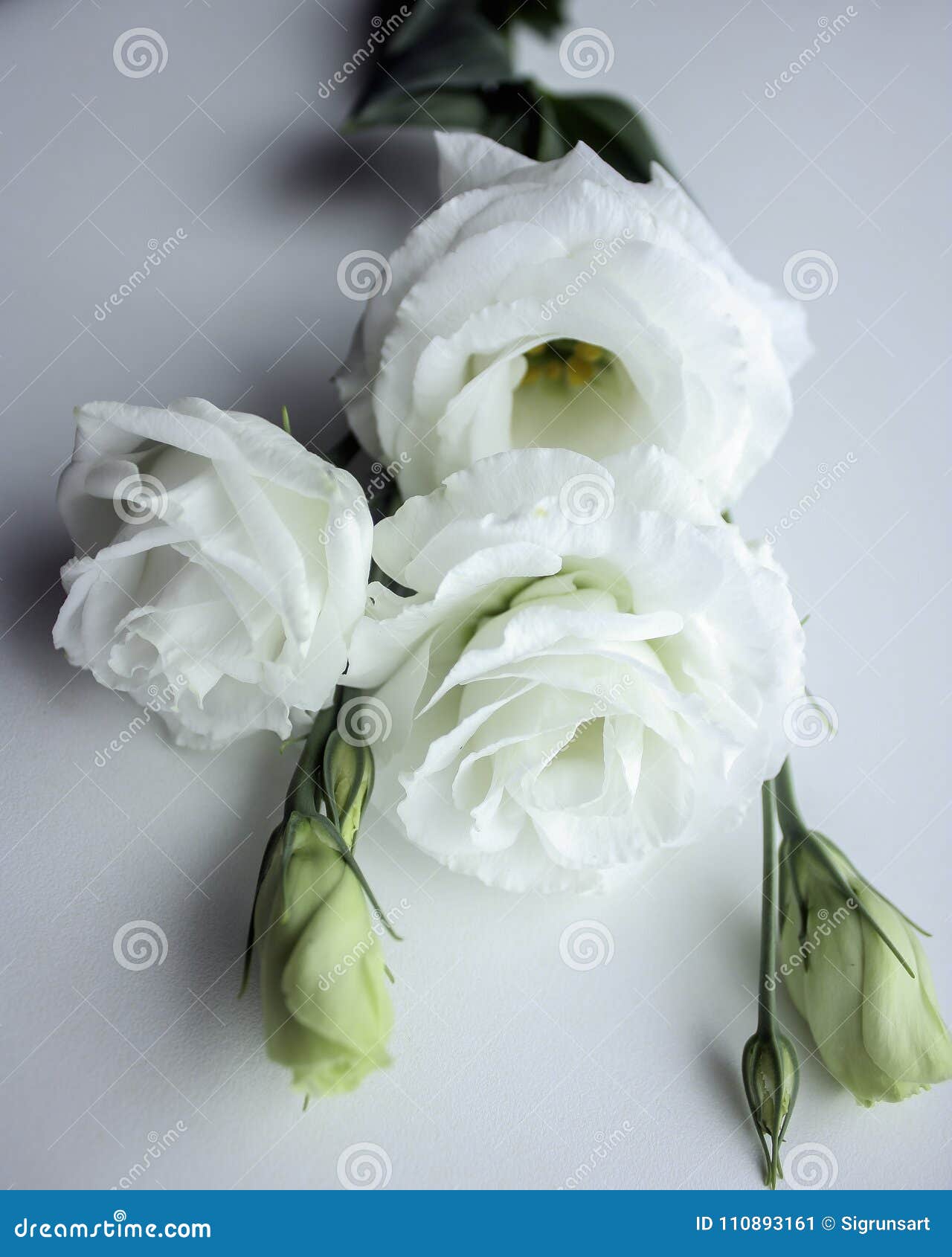 Beautiful White Roses on a White Table Stock Image - Image of flowers ...