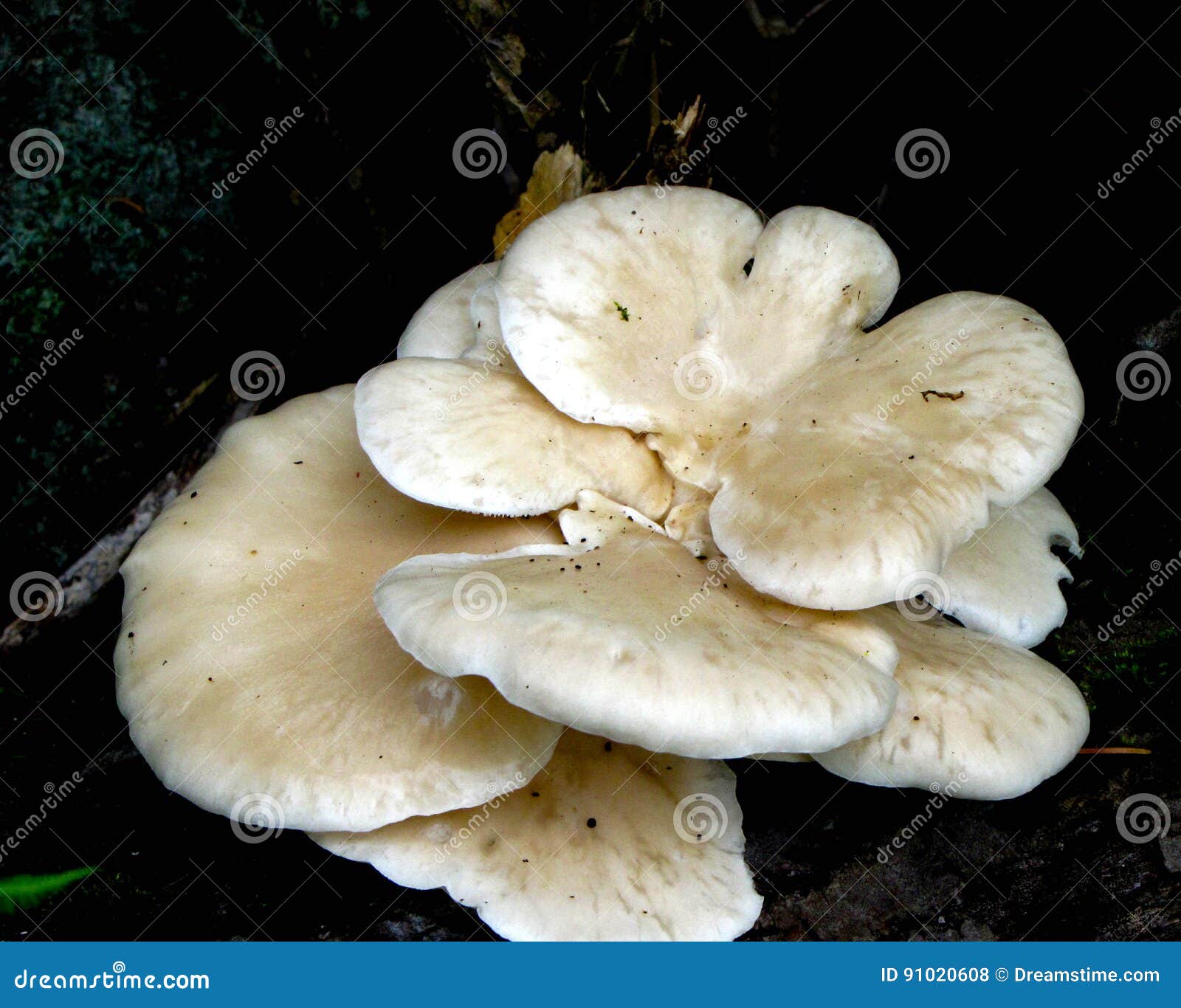 Beautiful White Ruffle Mushroom Stock Photo - Image of trail, growing ...