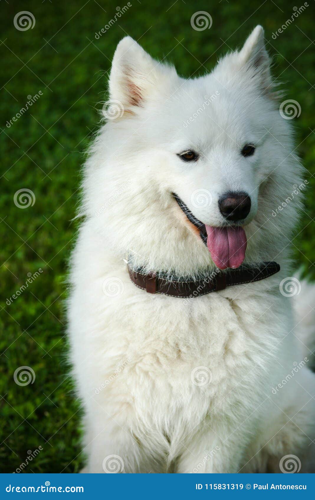 A Beautiful White Samoyed with a Clean White Fur. Stock Image - Image ...