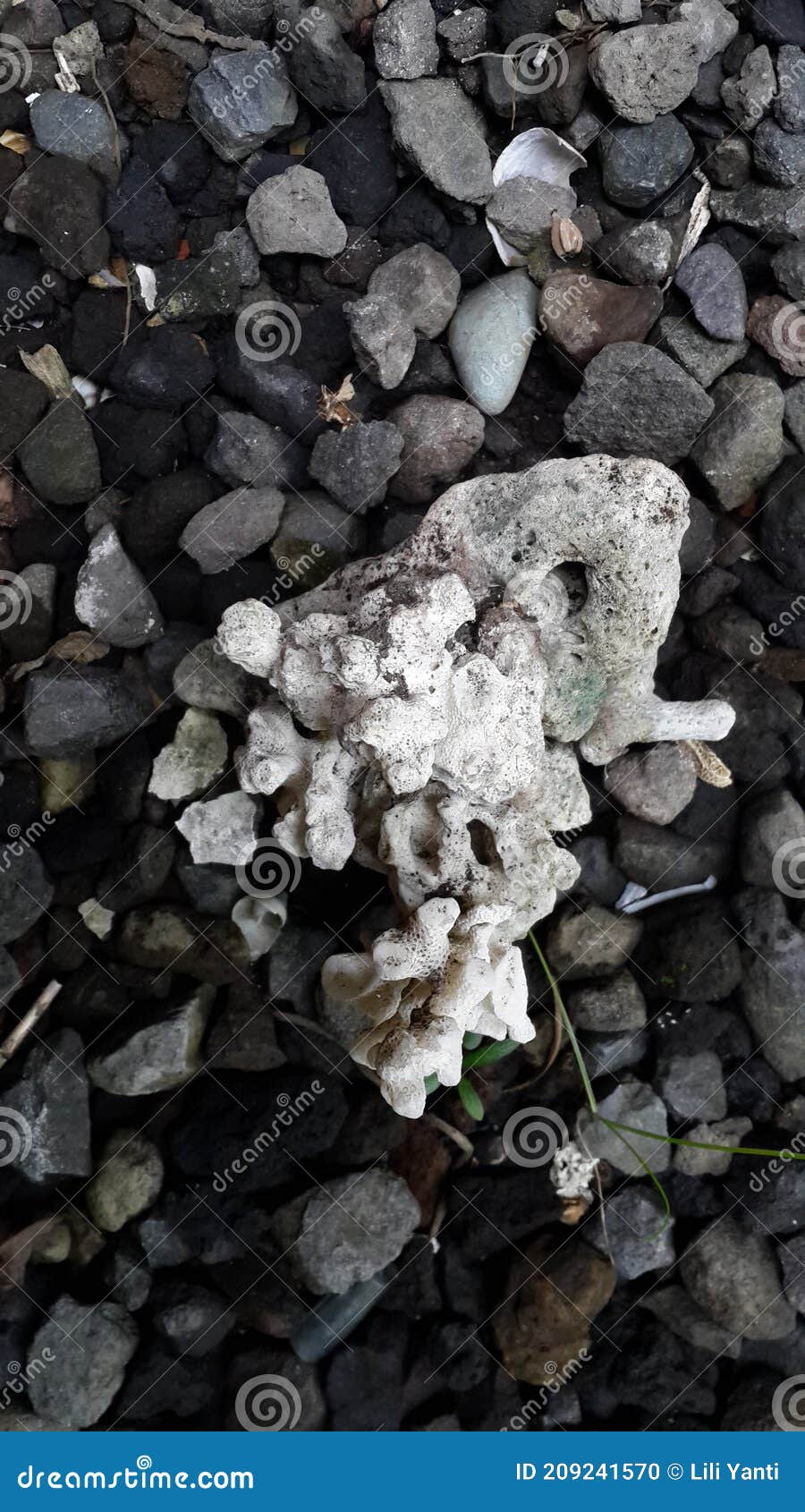 Beautiful White Sea Shells on the Beach Stock Photo - Image of beach ...