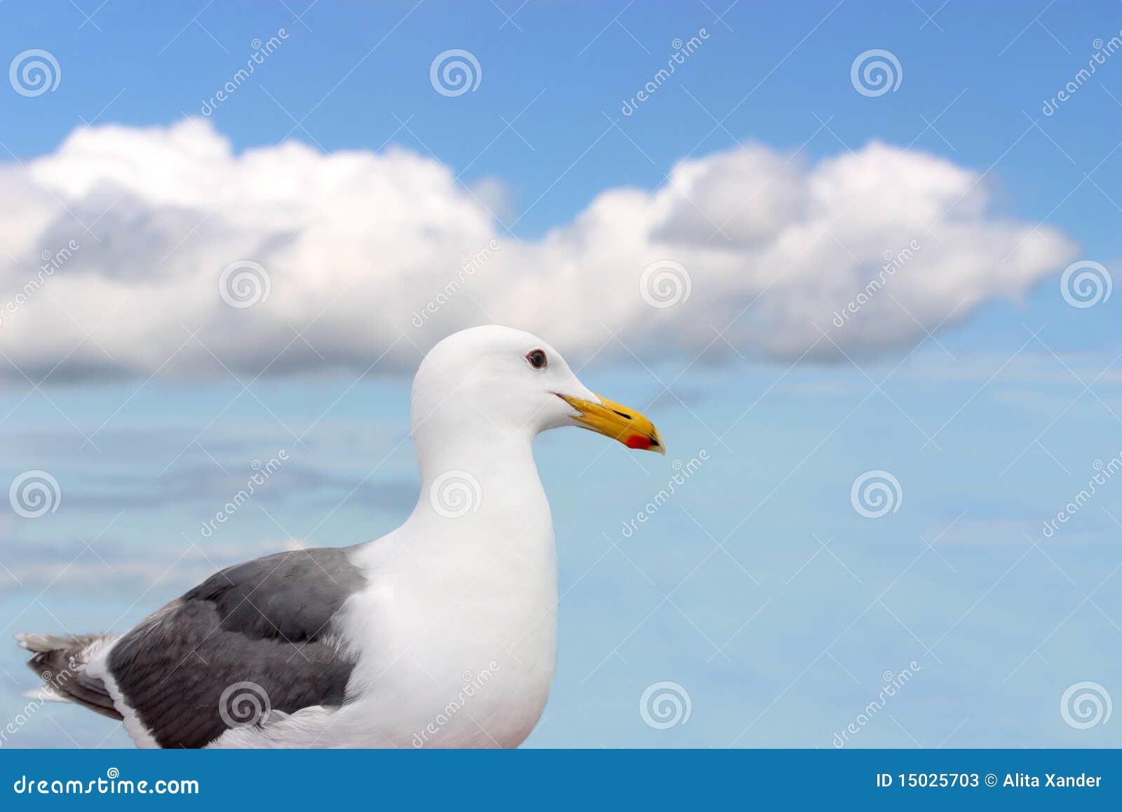 Beautiful white seagull stock image. Image of beauty - 15025703