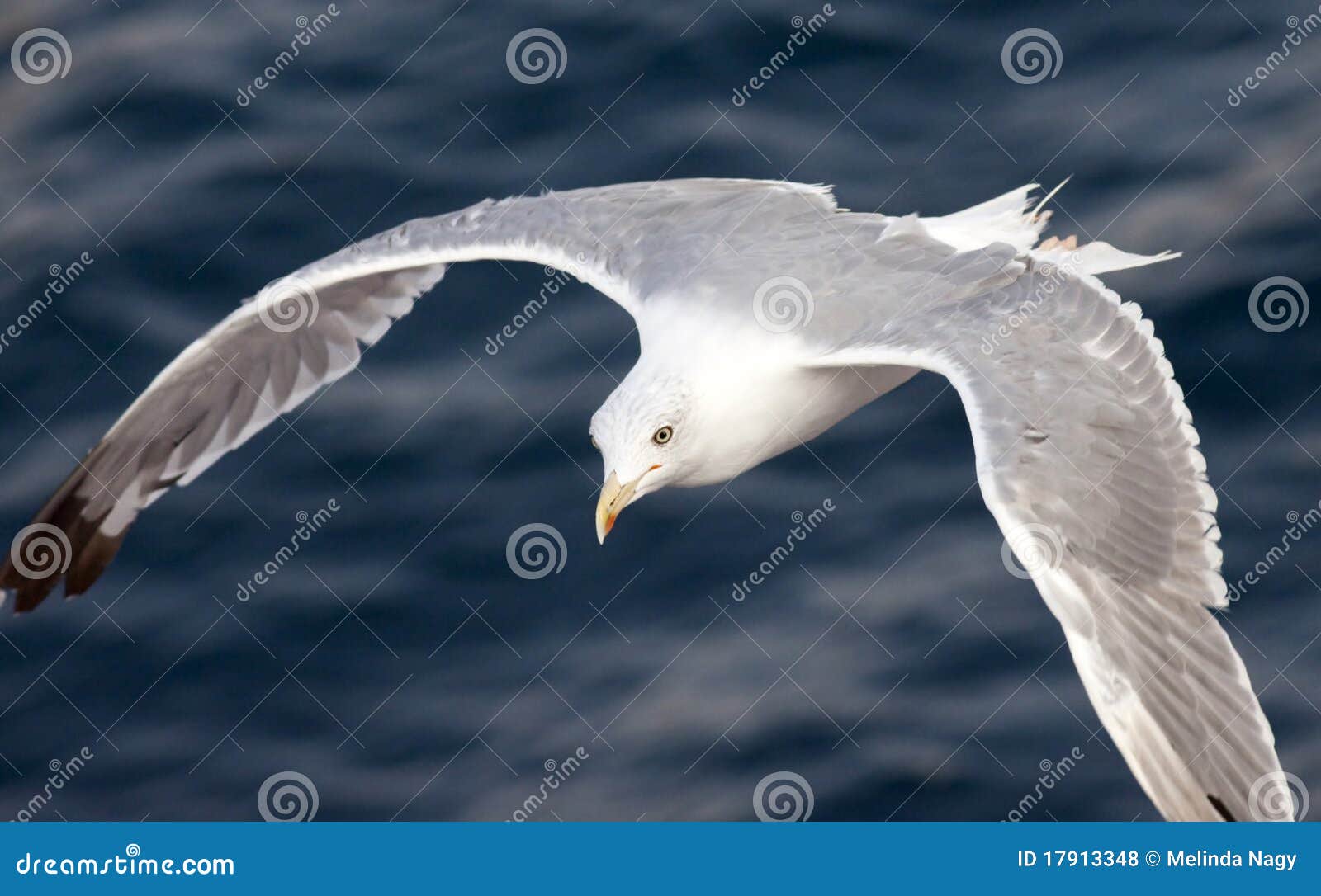 Beautiful white seagull stock photo. Image of coast, ocean - 17913348