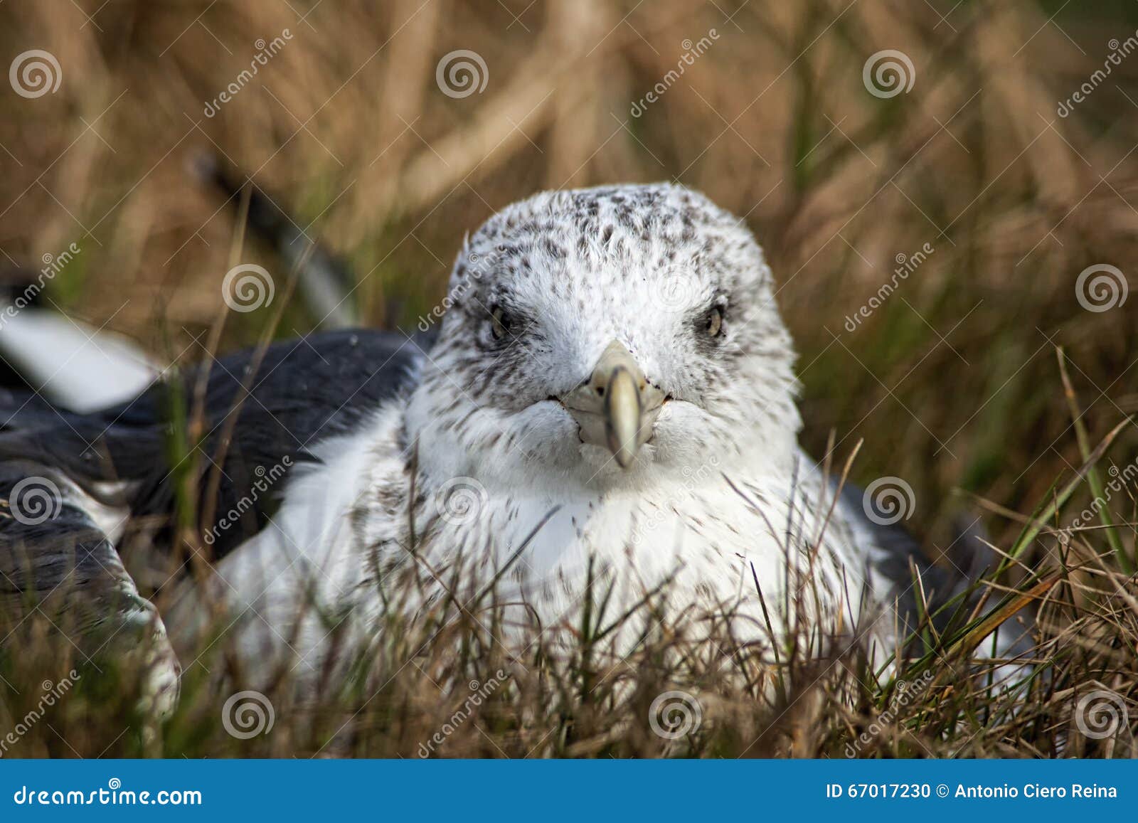 Beautiful white seagull stock photo. Image of live, front - 67017230