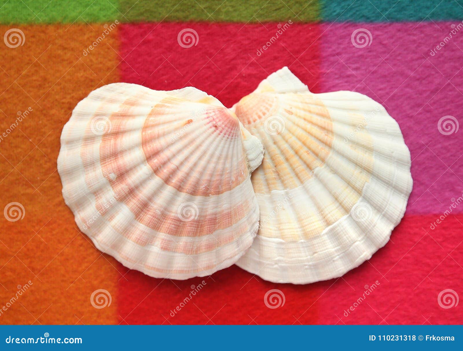 Beautiful Seashells on a Colored Background Stock Photo - Image of pink ...