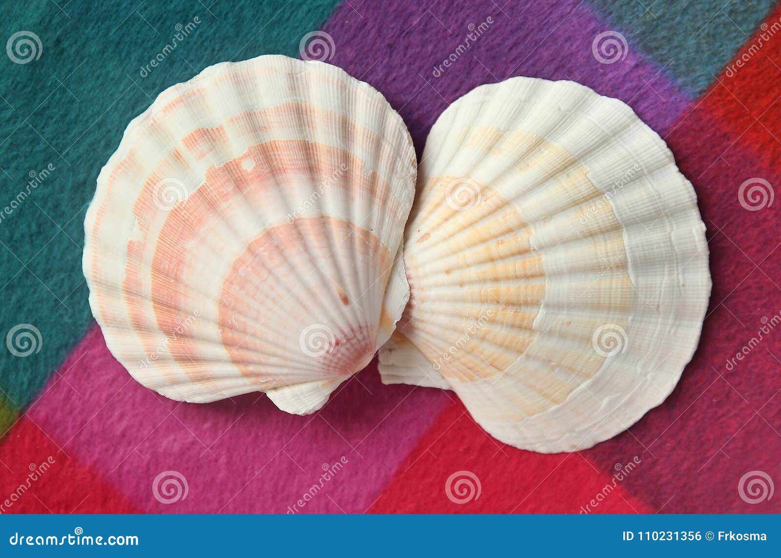Beautiful Seashells on a Colored Background Stock Photo - Image of ...