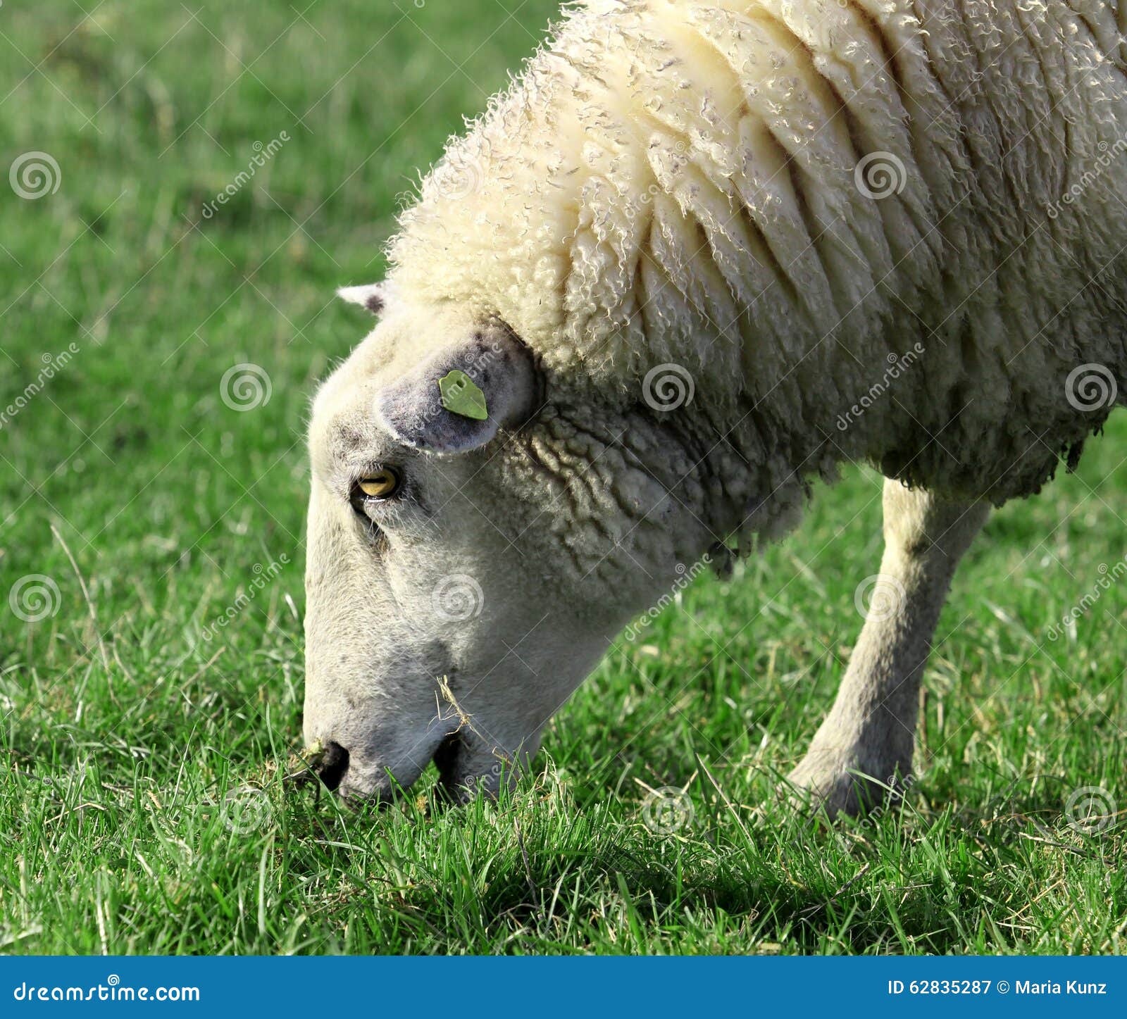 Beautiful White Sheep on Pasture Stock Image - Image of food, nature ...