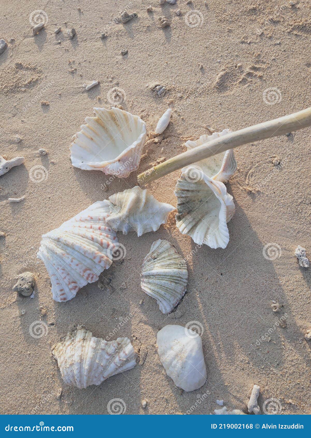Beautiful White Shell on the Beach Stock Photo - Image of animal, wing ...