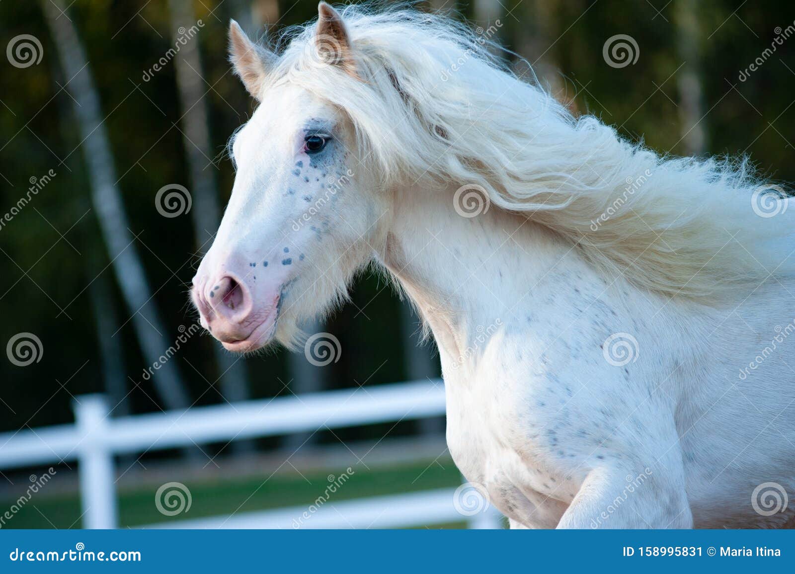 Beautiful White Shire Horse Stock Image - Image of length, snow: 158995831