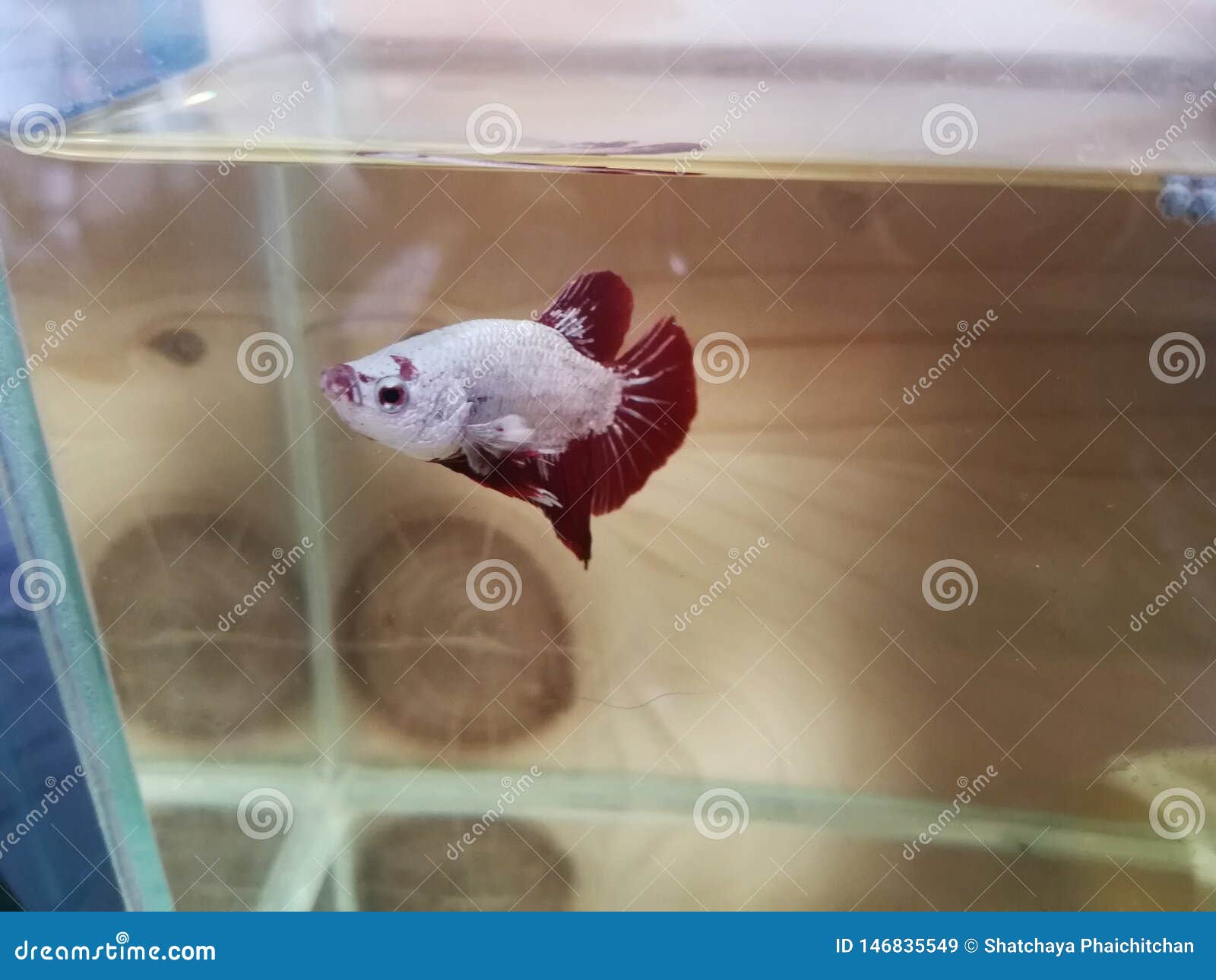 Beautiful White Siamese Fighting Fish Stock Image - Image of plakad ...