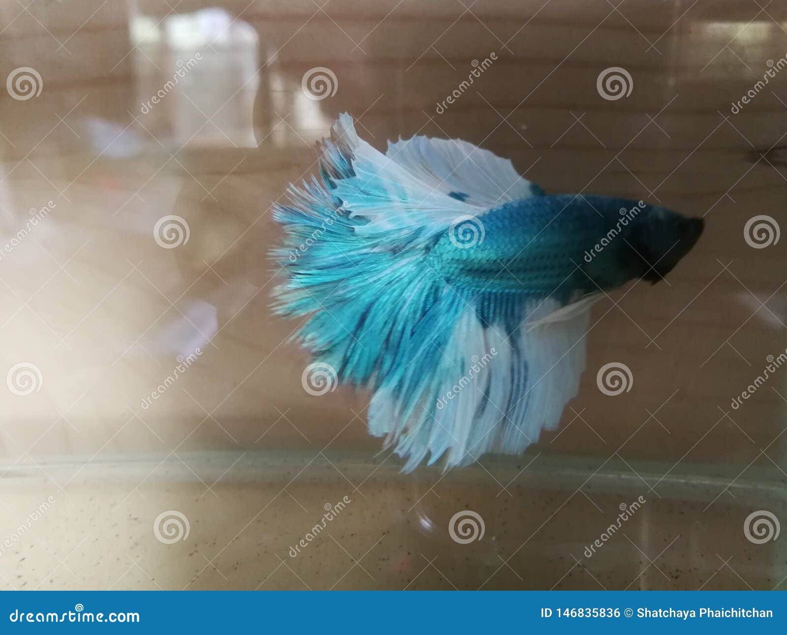 Beautiful White Siamese Fighting Fish Stock Photo - Image of nature ...