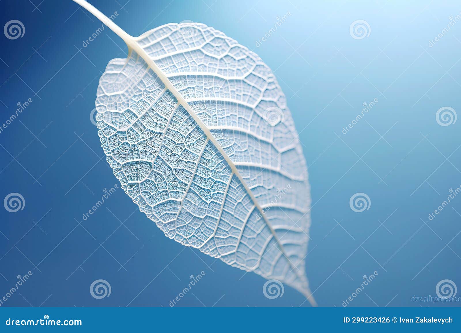 Beautiful White Skeletonized Leaf on Light Blue Back.illustration Stock ...
