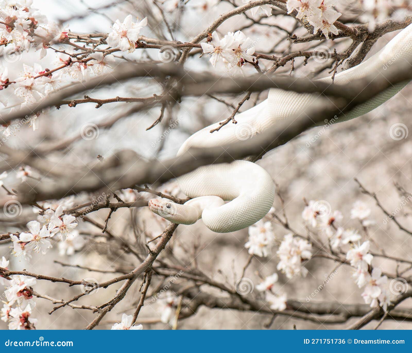 White Snake with Blue Eyes on a Cherry Blossom Branch. Ball Python ...