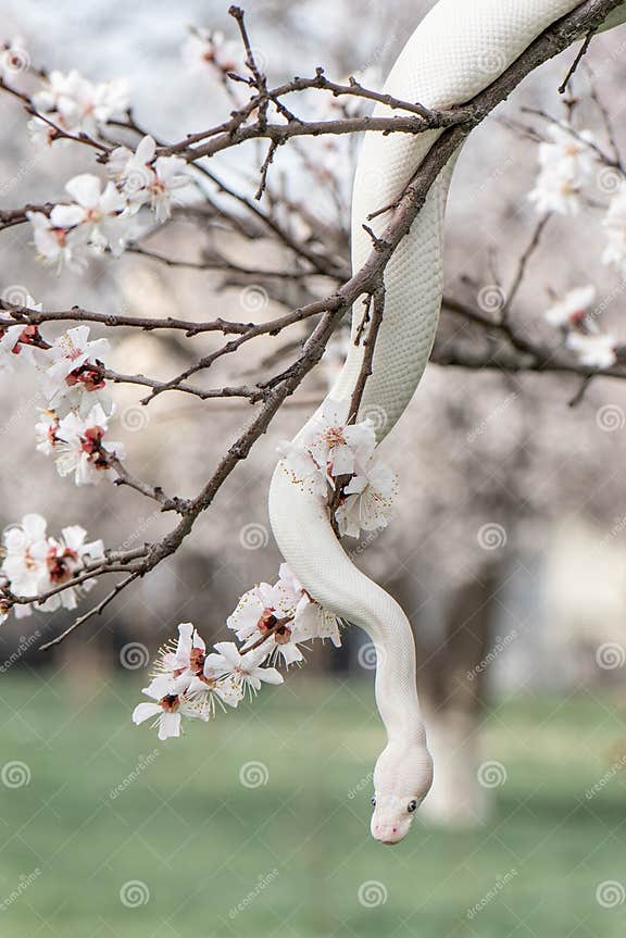 White Snake with Blue Eyes on a Cherry Blossom Branch. Ball Python. White Python in Spring ...
