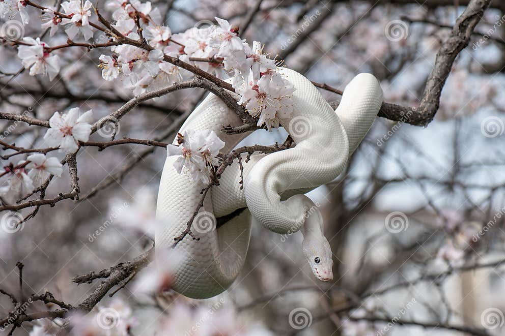 White Snake with Blue Eyes on a Cherry Blossom Branch. Ball Python ...