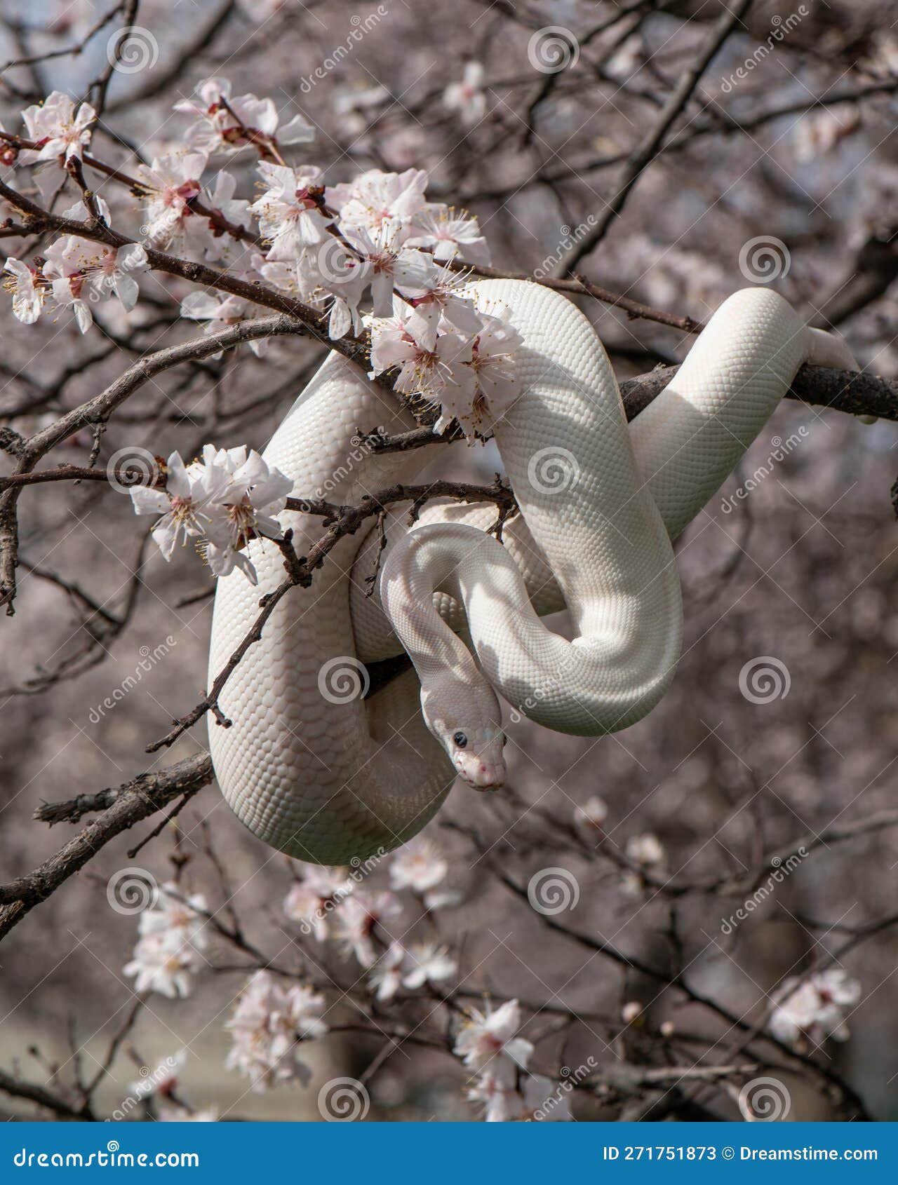 White Snake with Blue Eyes on a Cherry Blossom Branch. Ball Python ...