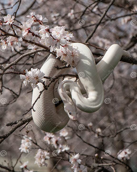 White Snake with Blue Eyes on a Cherry Blossom Branch. Ball Python ...