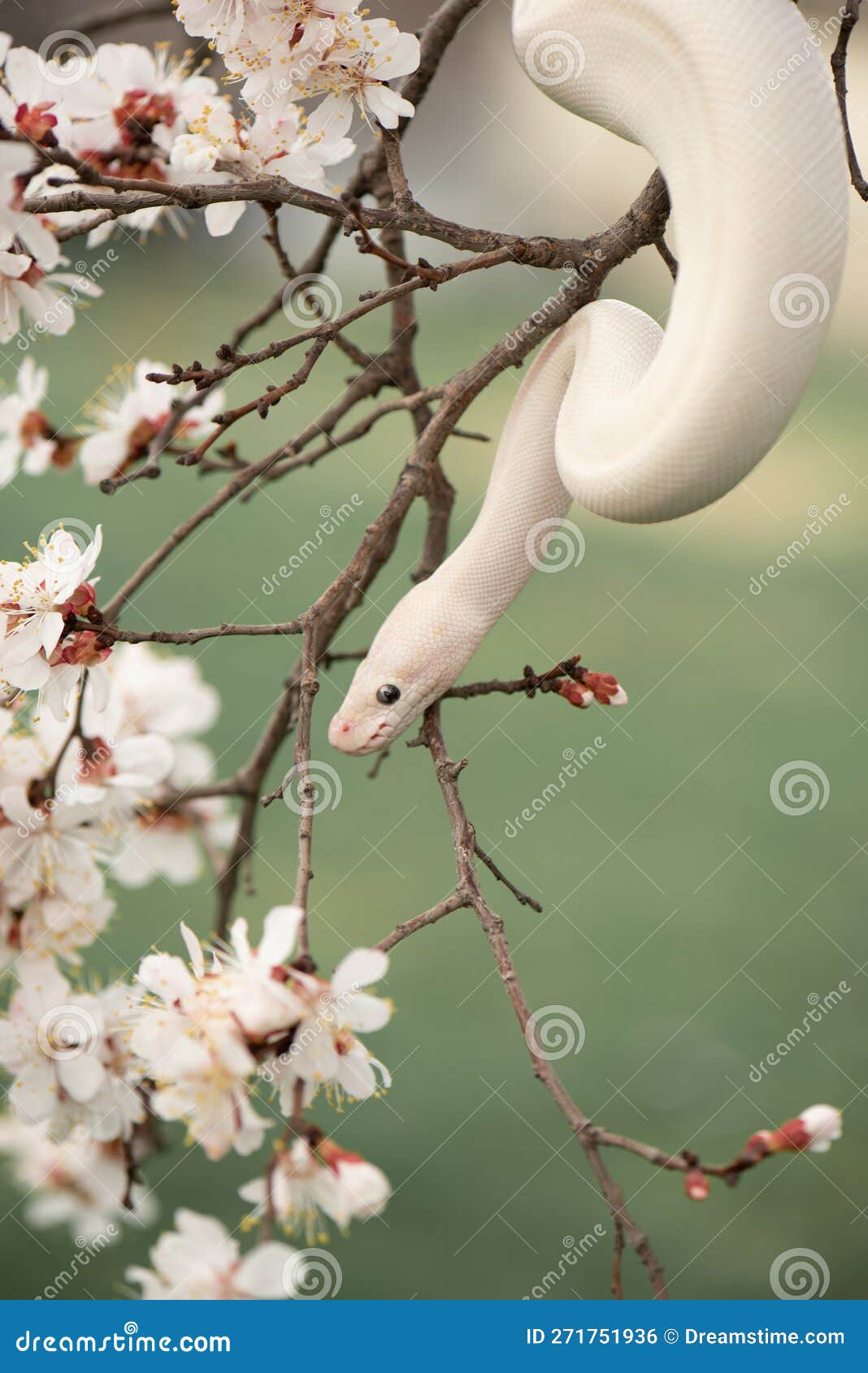 White Snake with Blue Eyes on a Cherry Blossom Branch. Ball Python ...