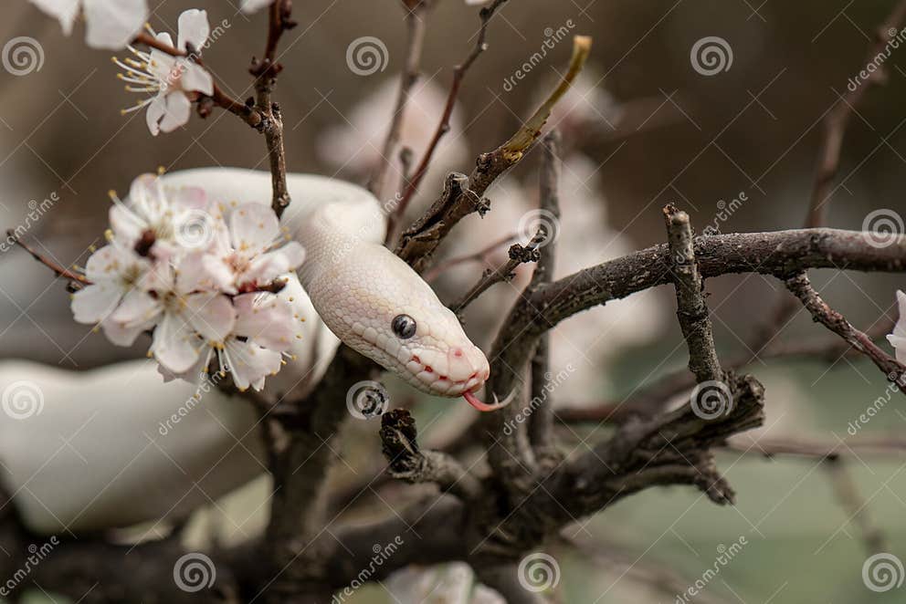 White Snake with Blue Eyes on a Cherry Blossom Branch. Ball Python ...