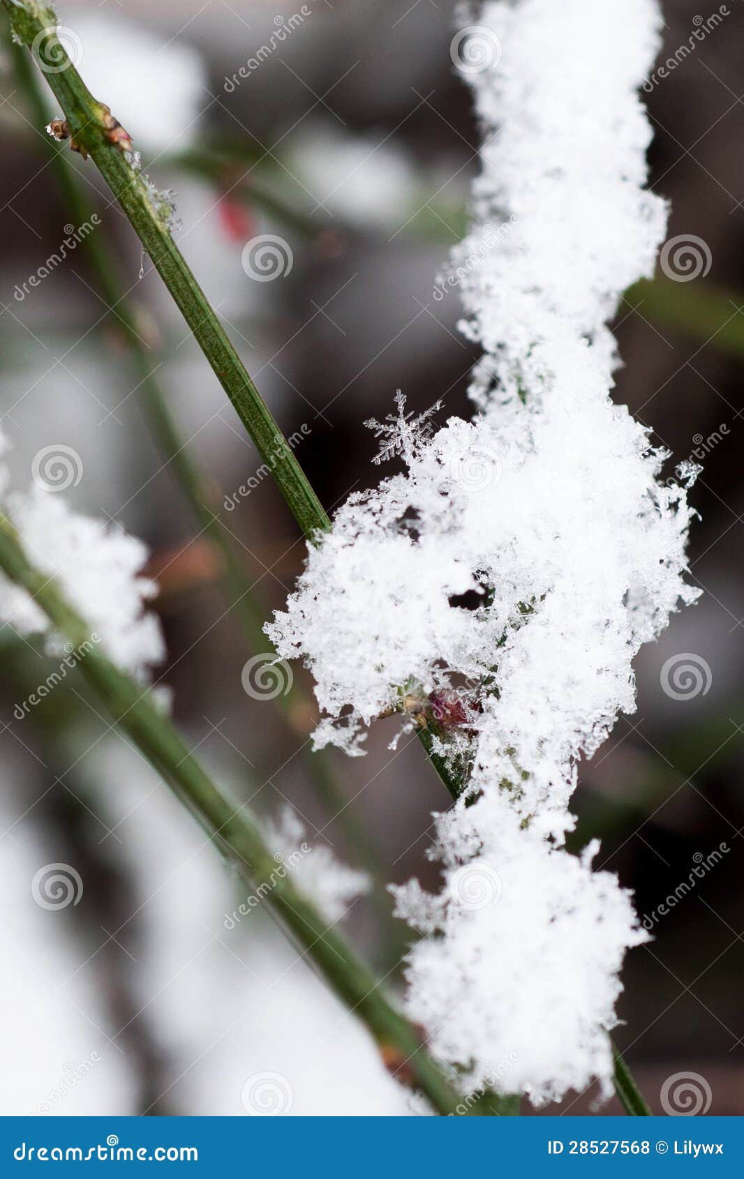 Beautiful white snow stock photo. Image of park, magic - 28527568