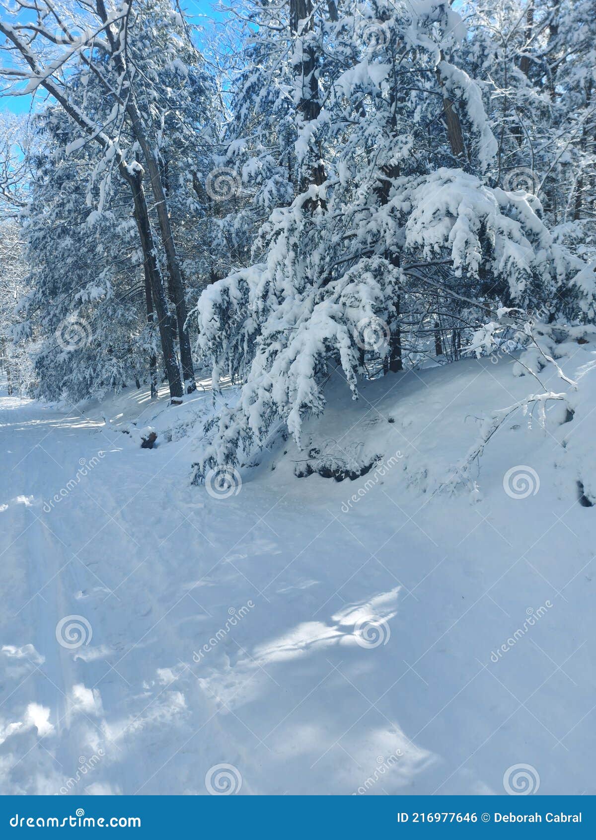 A Beautiful White Snow on Tree Stock Photo - Image of blizzard, arctic ...