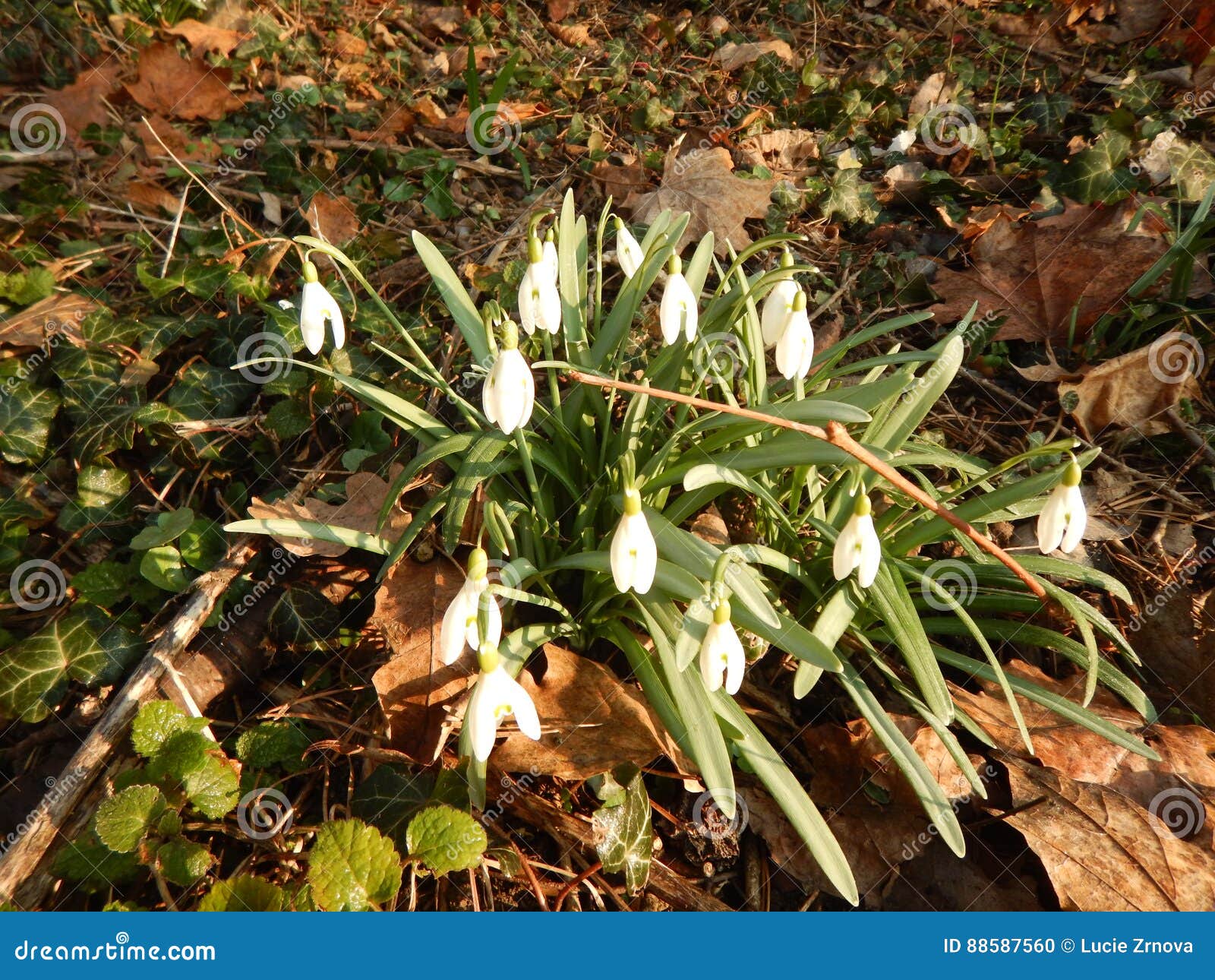 Beautiful White Snowdrops in Spring Stock Photo - Image of bouquet ...