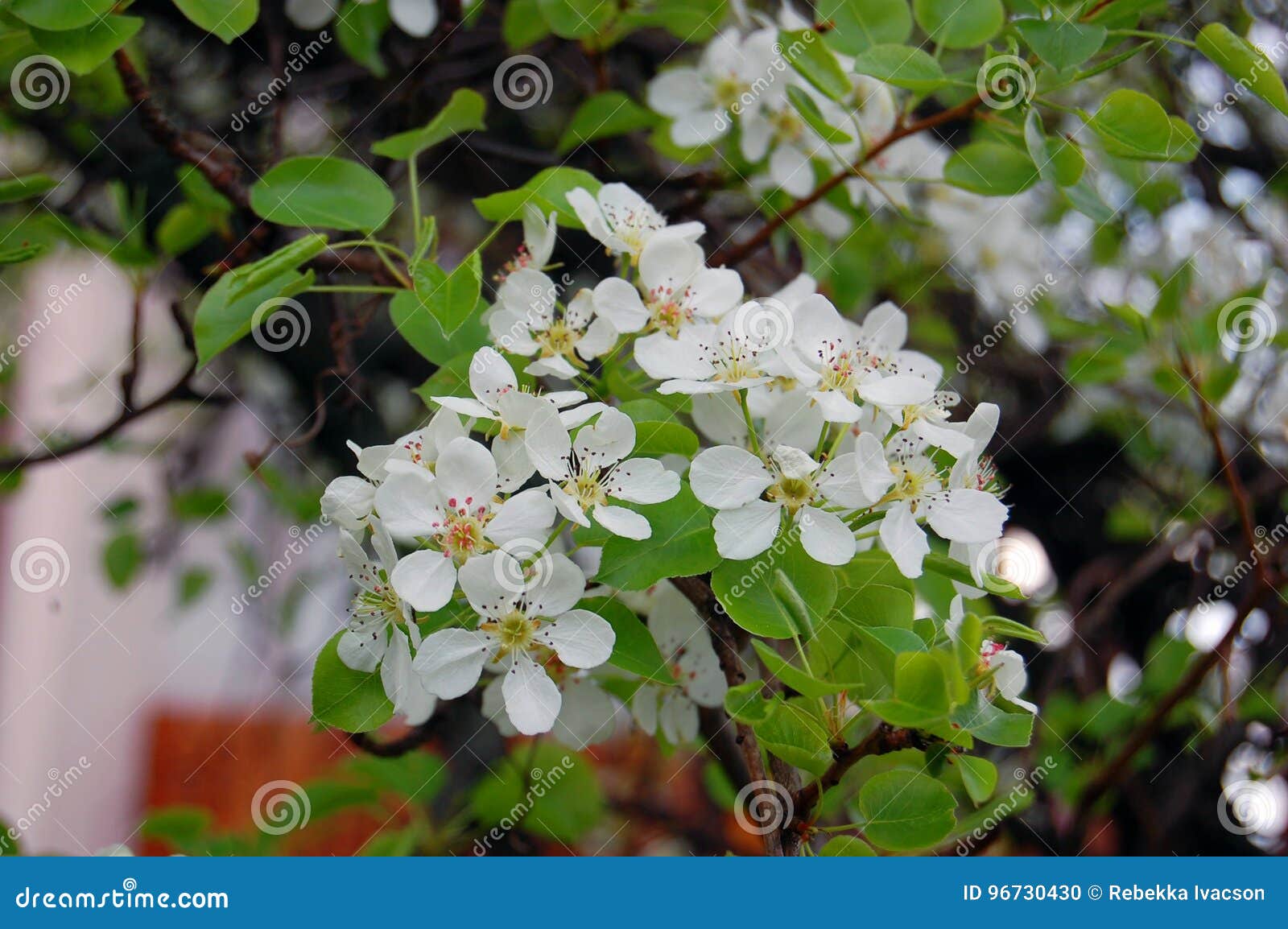 Beautiful White Spring Flowers Stock Photo - Image of white, floral ...