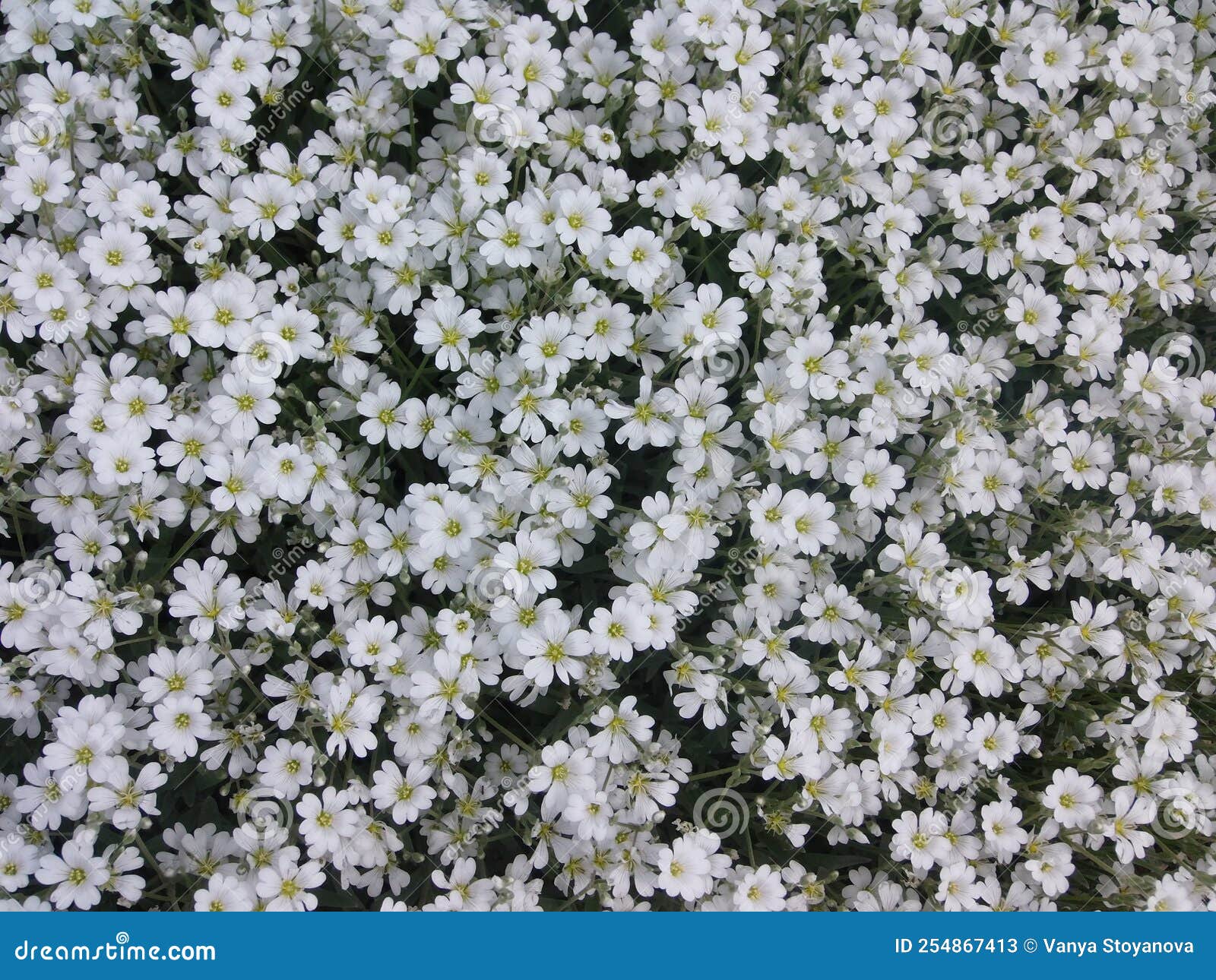 Beautiful White Spring Flowers Background Stock Image - Image of ...