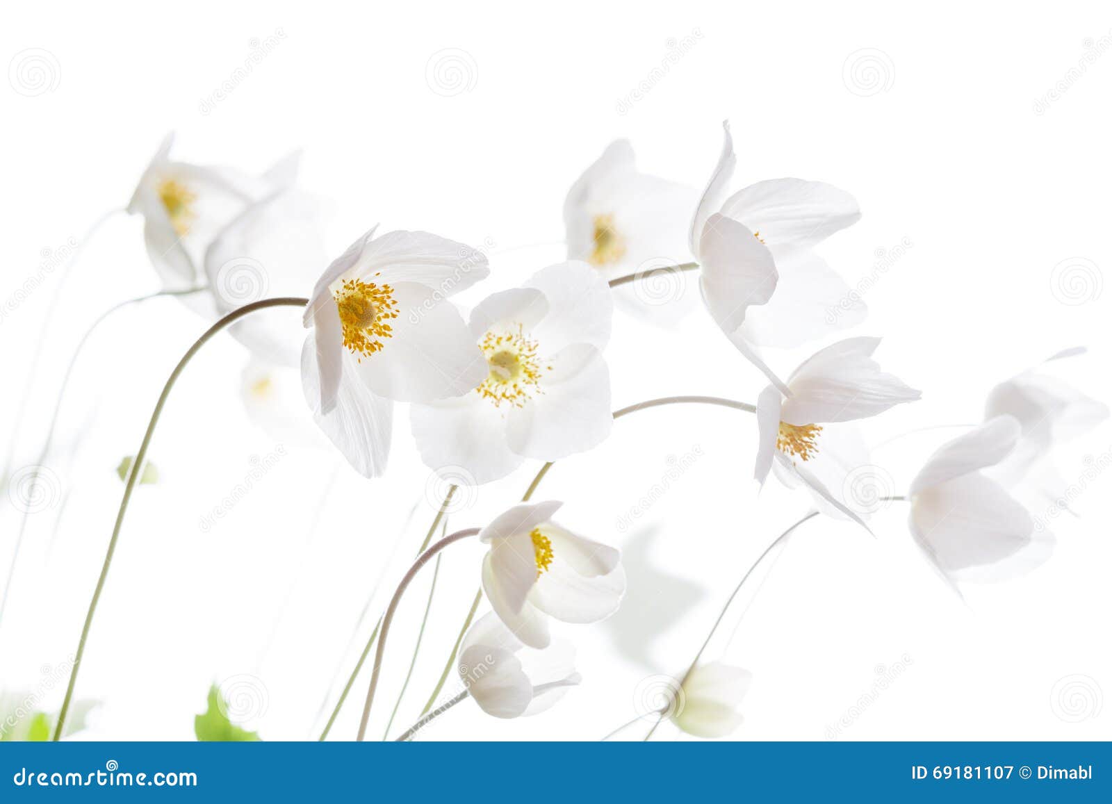 Beautiful White Spring Flowers. Soft Image. Stock Image - Image of ...