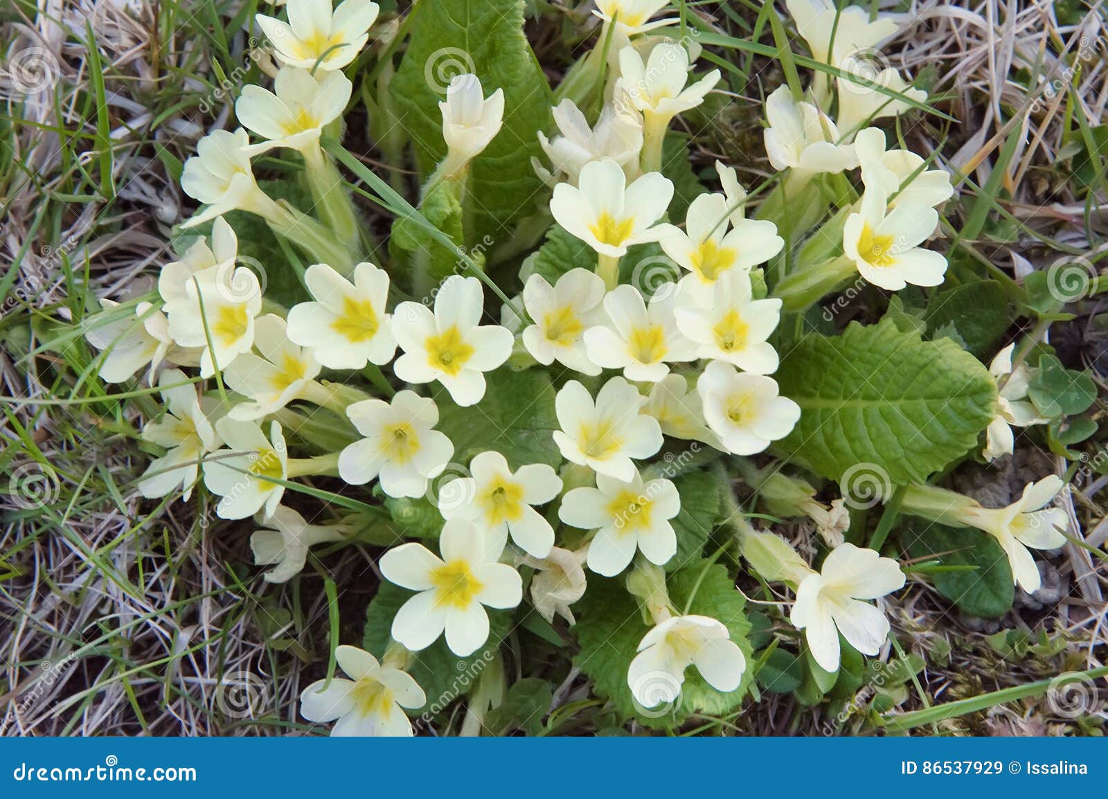 Beautiful White Spring Wild Flowers Stock Image - Image of forest, wild ...