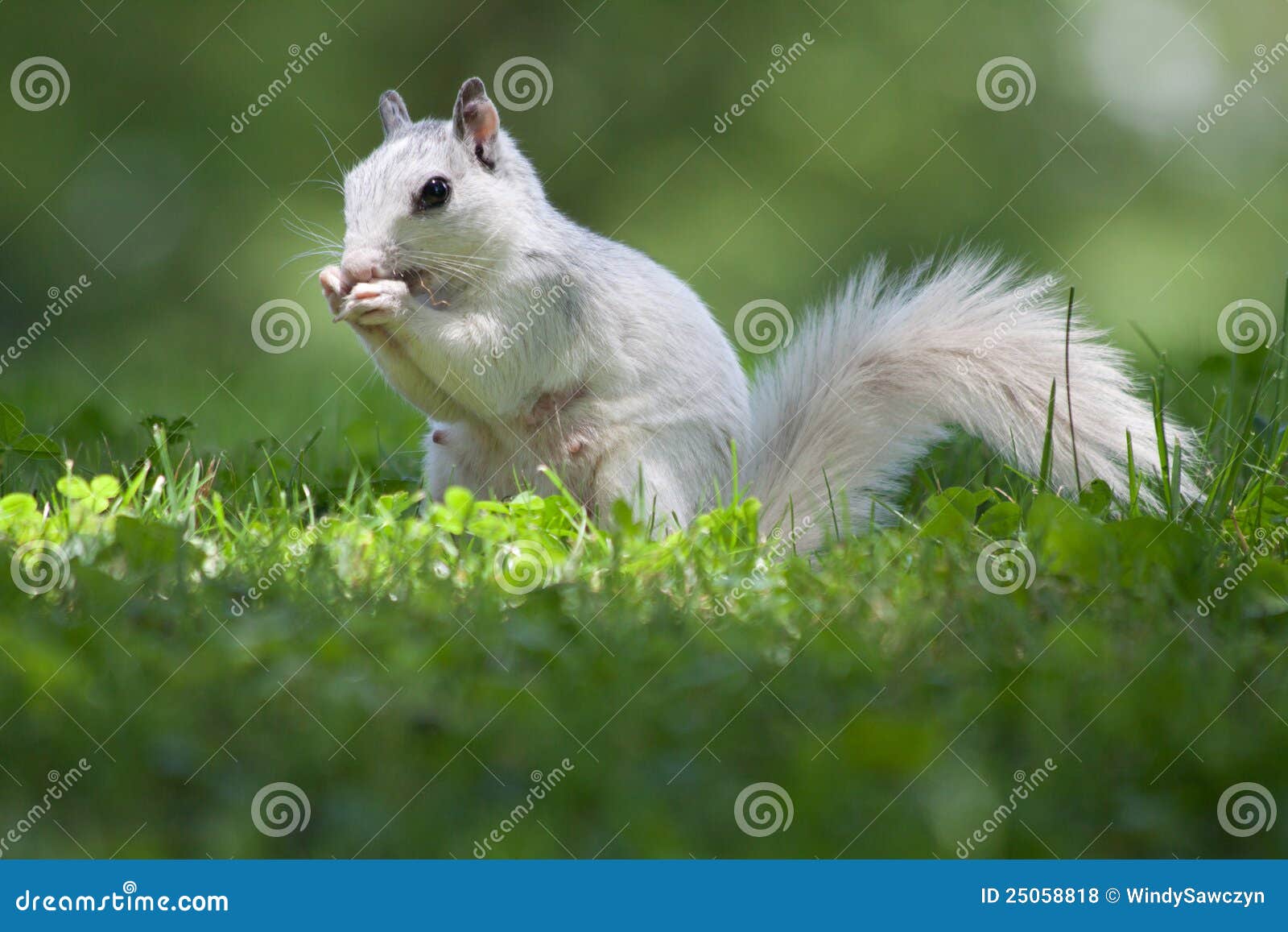 White Squirrel with Bushy Tail Stock Photo - Image of white, squirrel ...