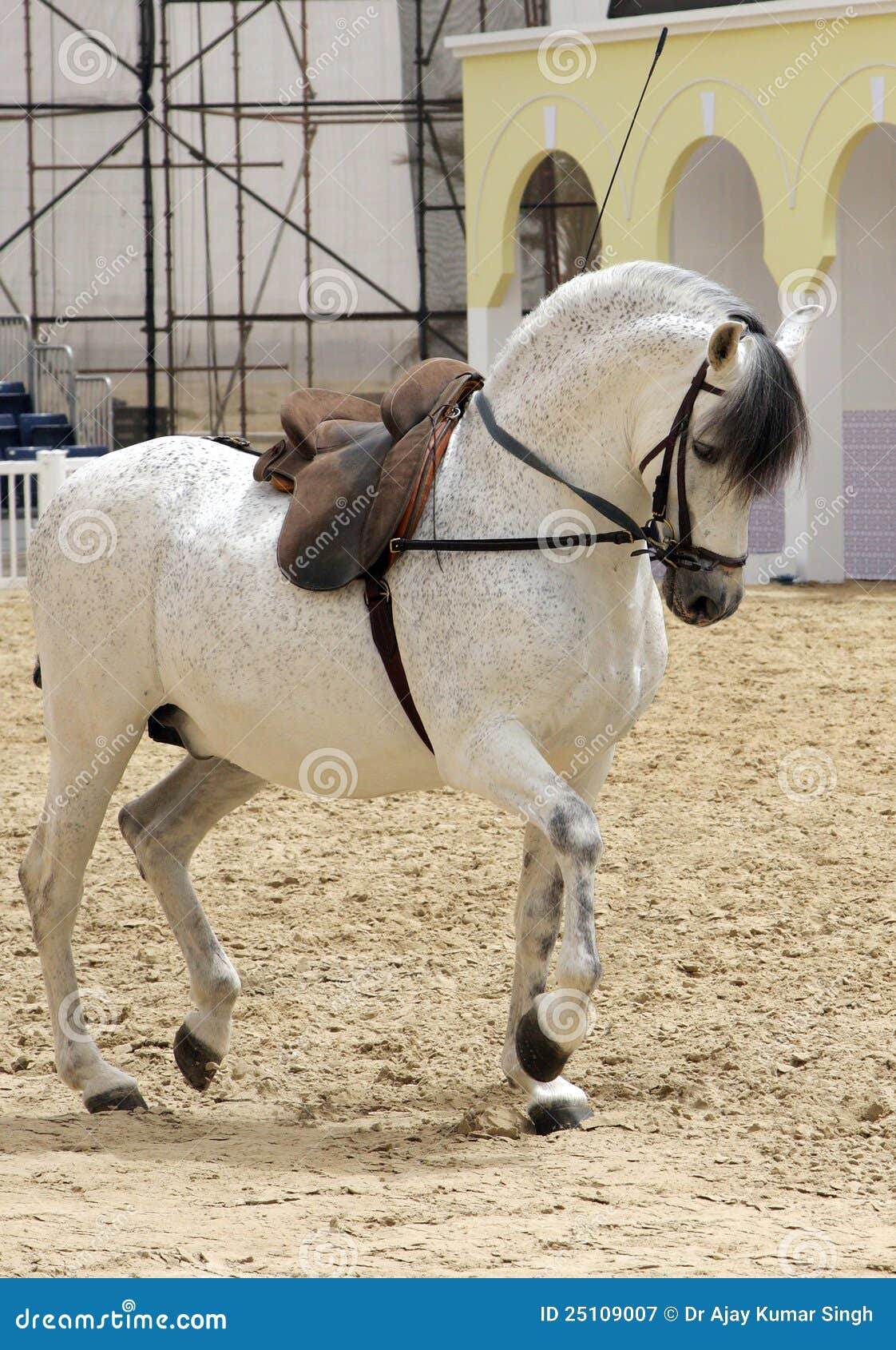 A Beautiful White Stallion Performing Stock Image - Image of andalusian ...