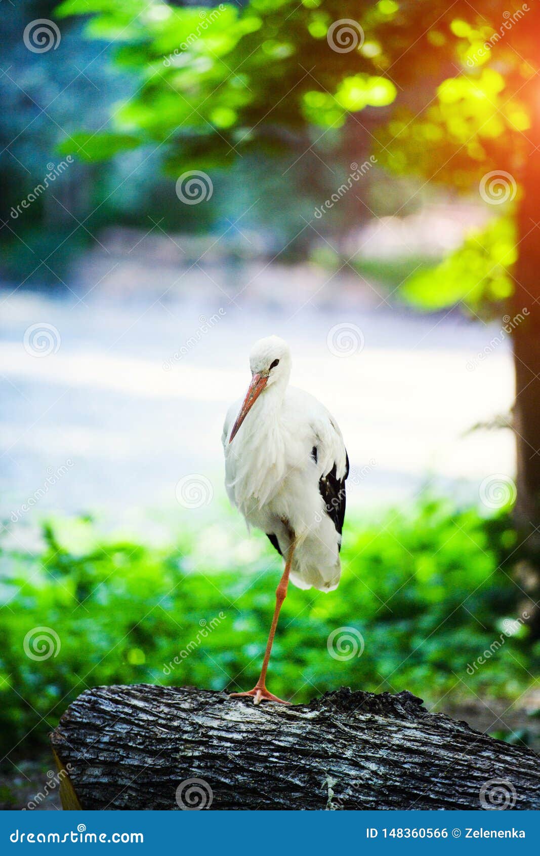Beautiful white stork stock photo. Image of high, home - 148360566