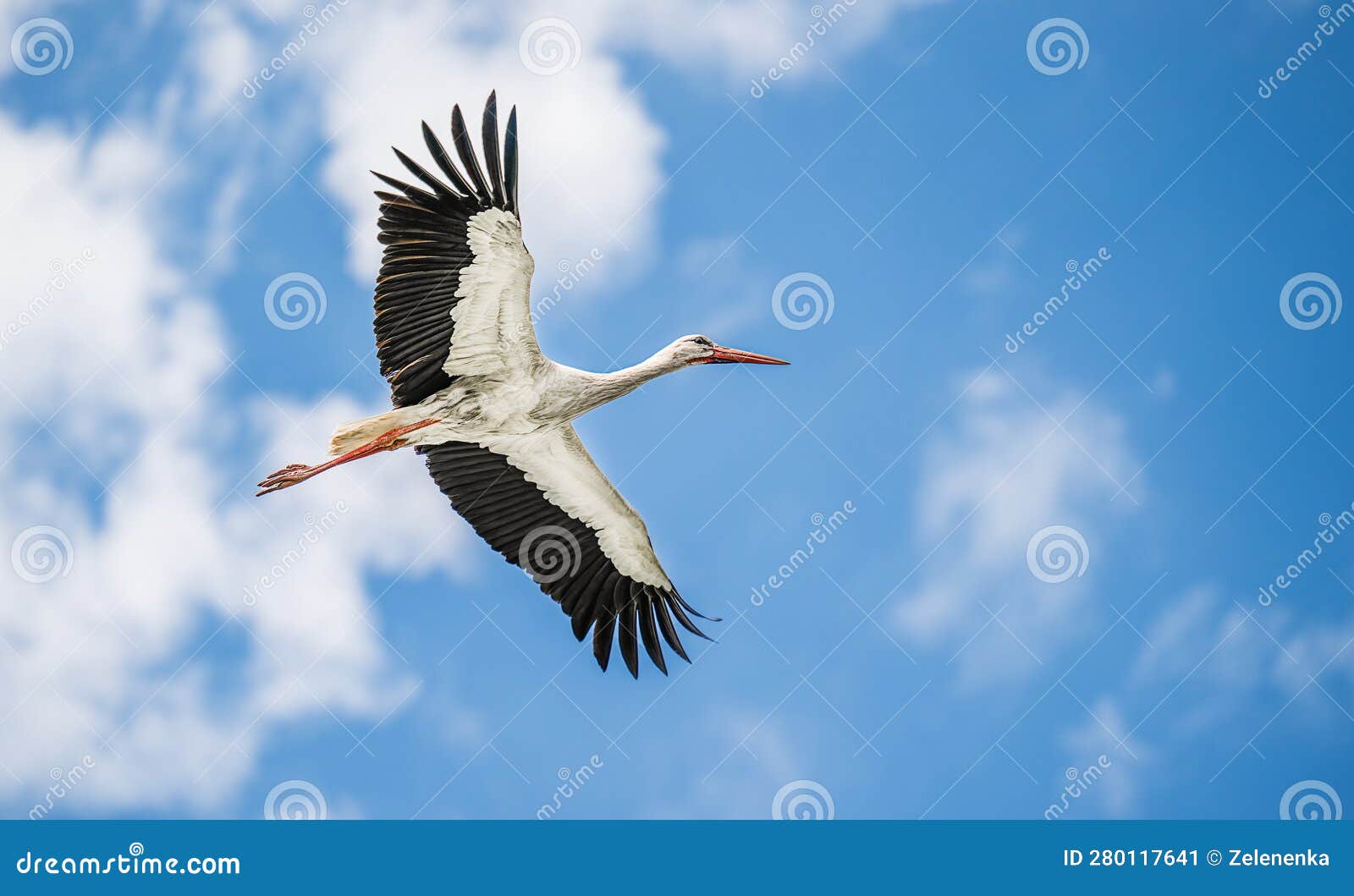Beautiful White Stork in Flight with a Cloudy Sky Background Stock ...