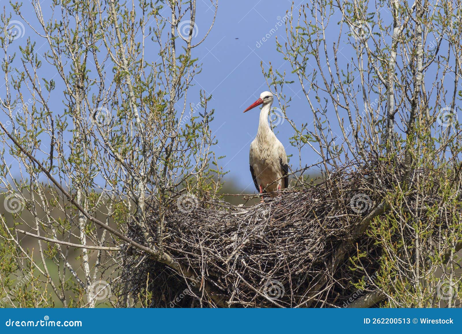 Beautiful White Stork in the Nest Stock Image - Image of stork, botany ...