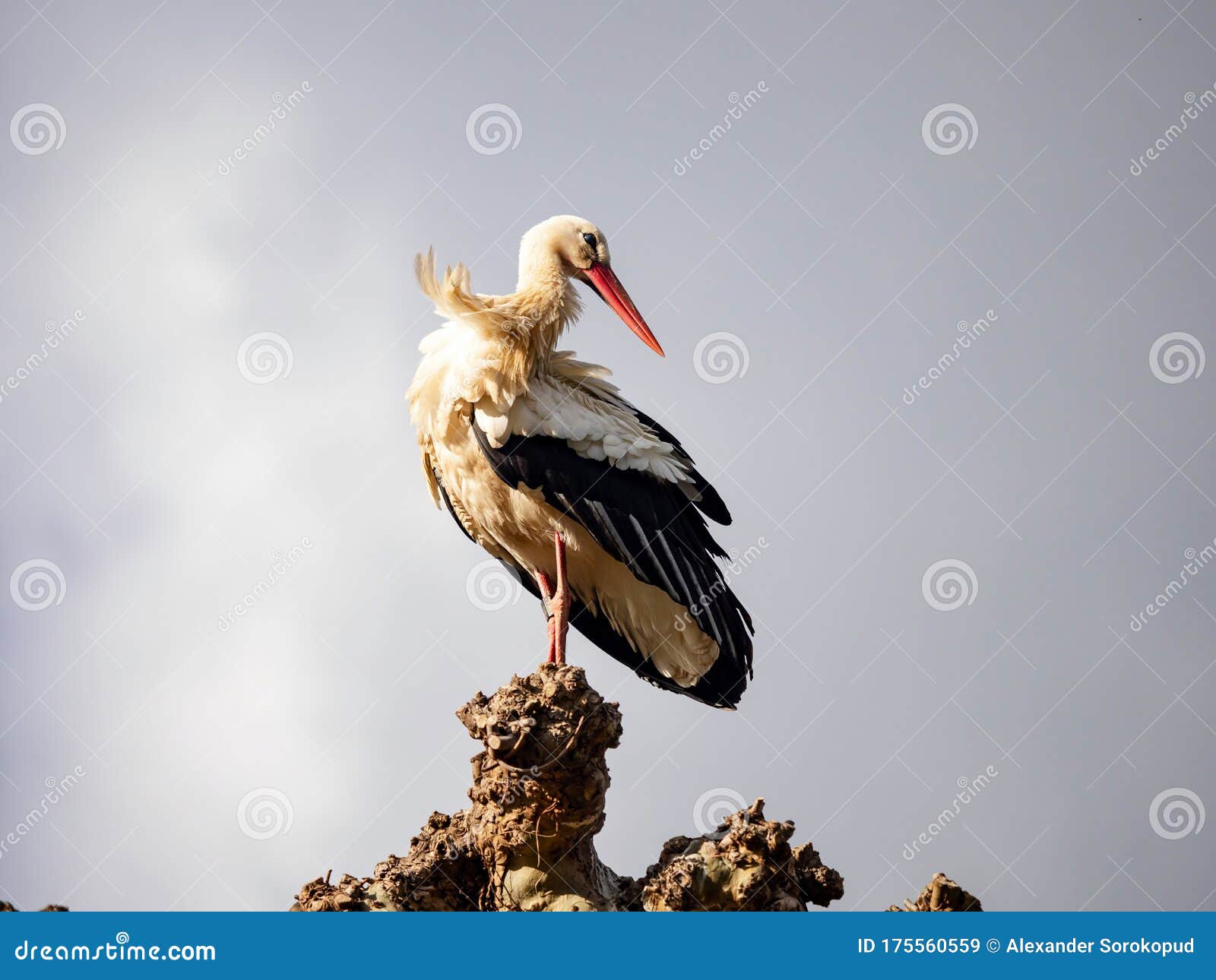 Beautiful White Storks in the Nest on Blue Sky Backgroung, Springtime ...