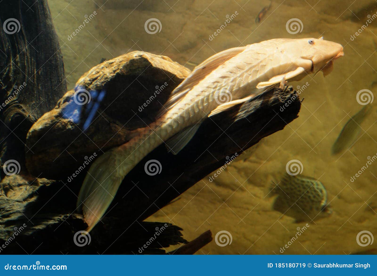 Beautiful White Sucker Cat Fish in an Aquerium Stock Image - Image of ...