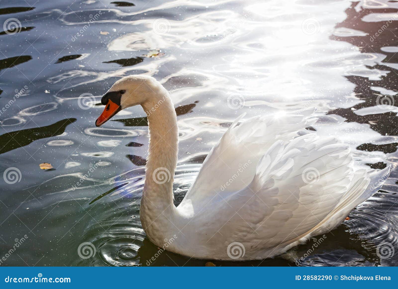 Beautiful white swan stock photo. Image of outdoors, white - 28582290