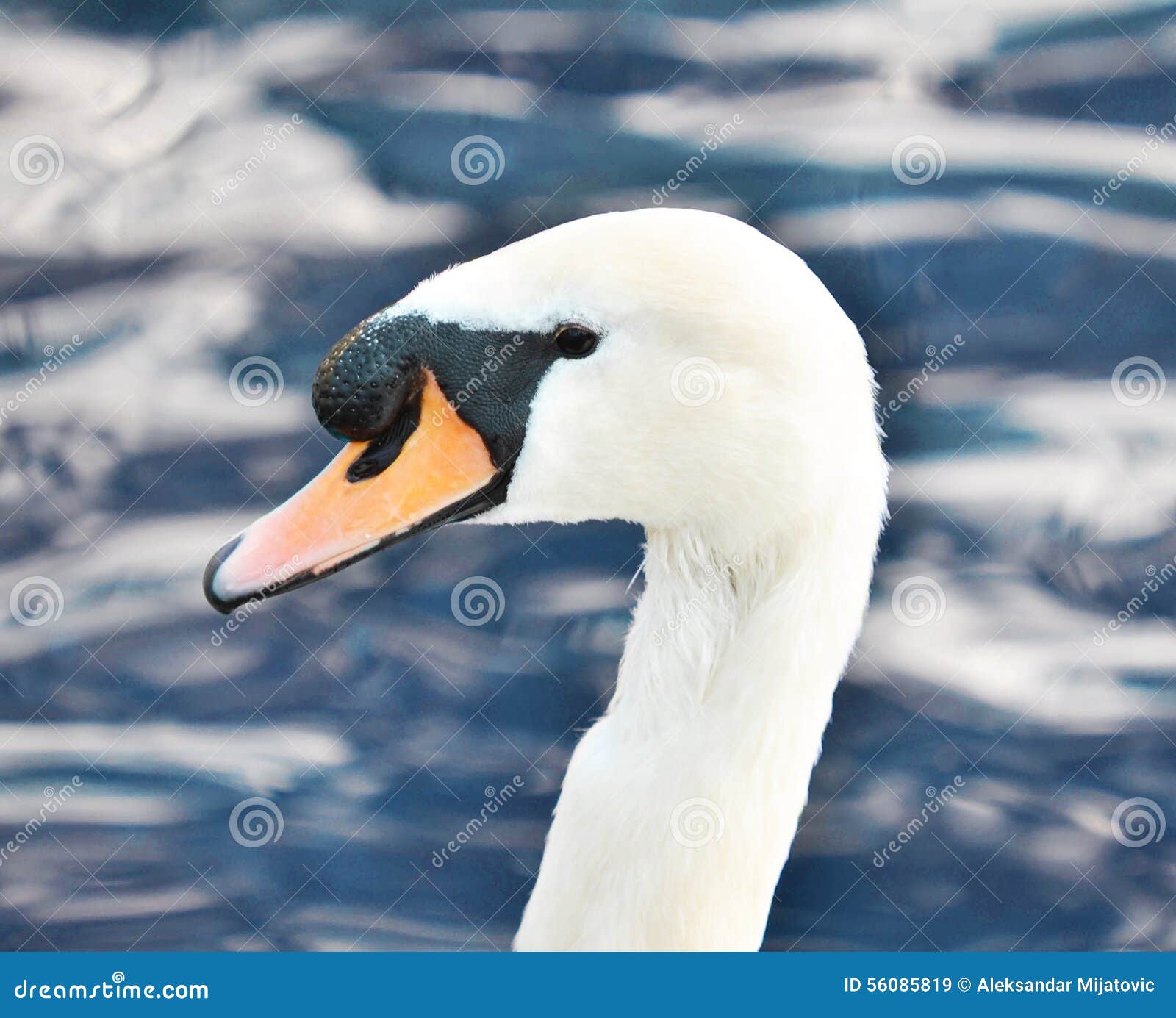 Beautiful White Swan in Blue Water Stock Image - Image of purity ...