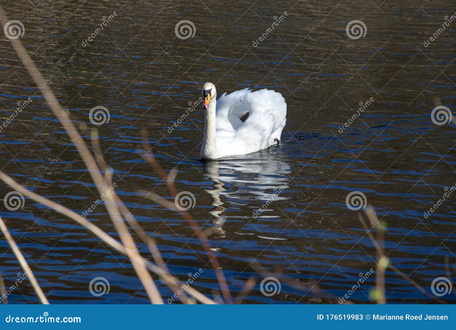 The Beautiful White Swan in Denmark Stock Image - Image of swan ...