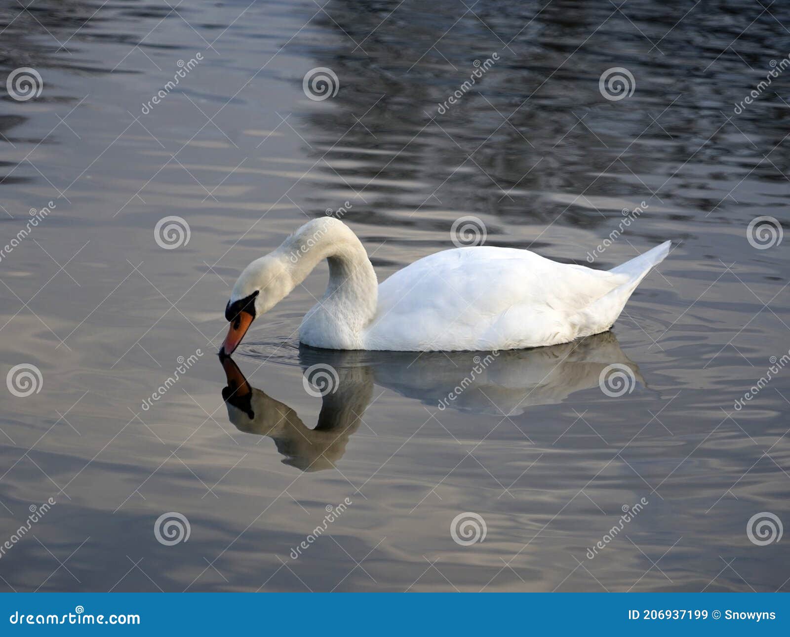 Beautiful White Swan Drinking Water on the Water Surface Stock Image ...