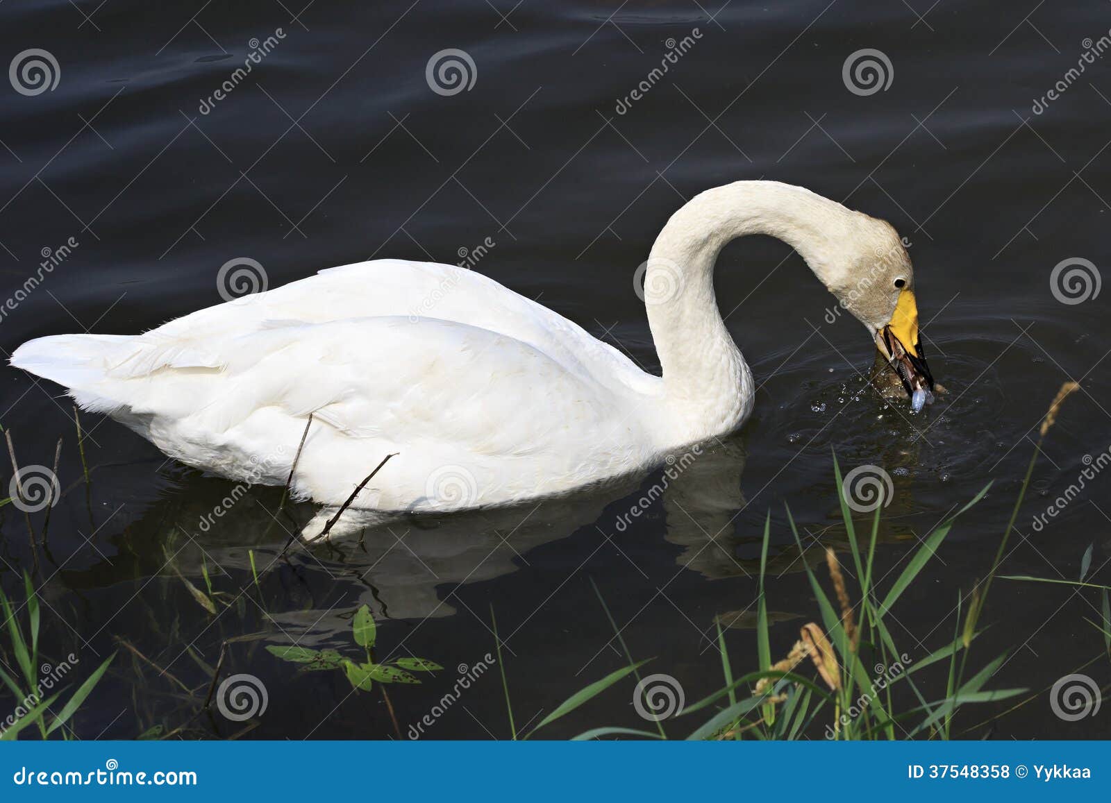 Beautiful White Swan Eats Fish. Stock Photo - Image of altai, swan ...