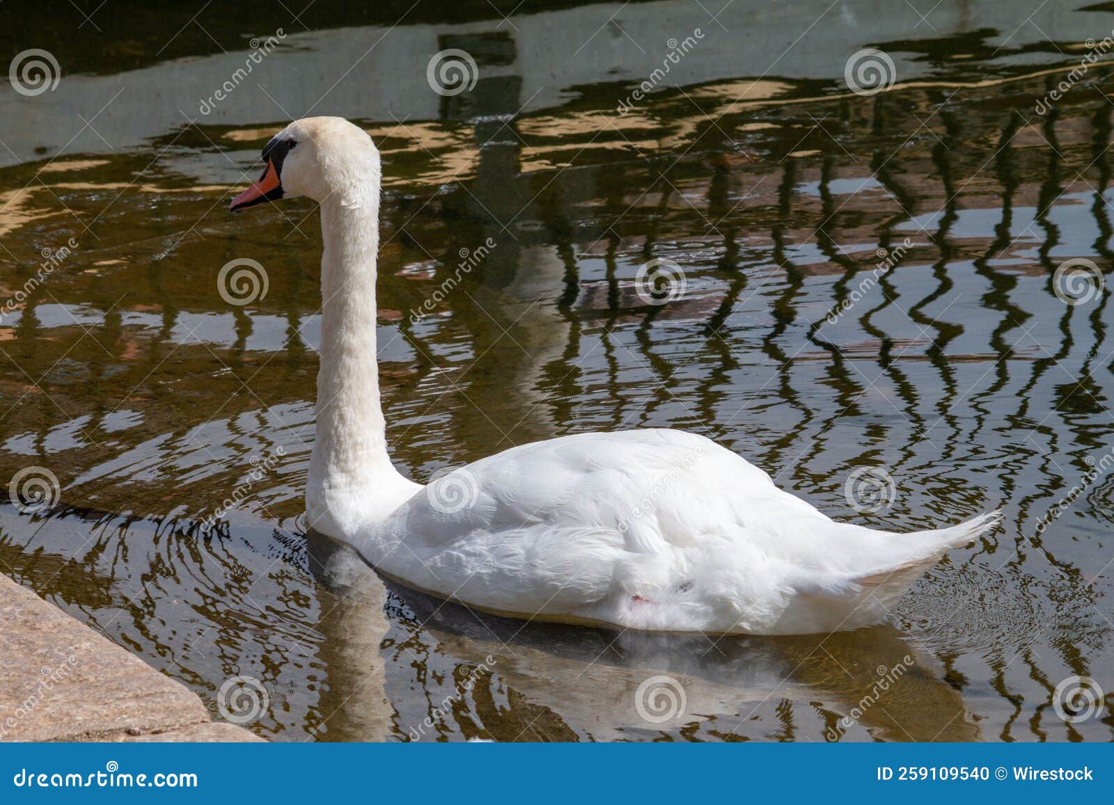 Beautiful White Swan Floating on a Body of Water Stock Photo - Image of ...