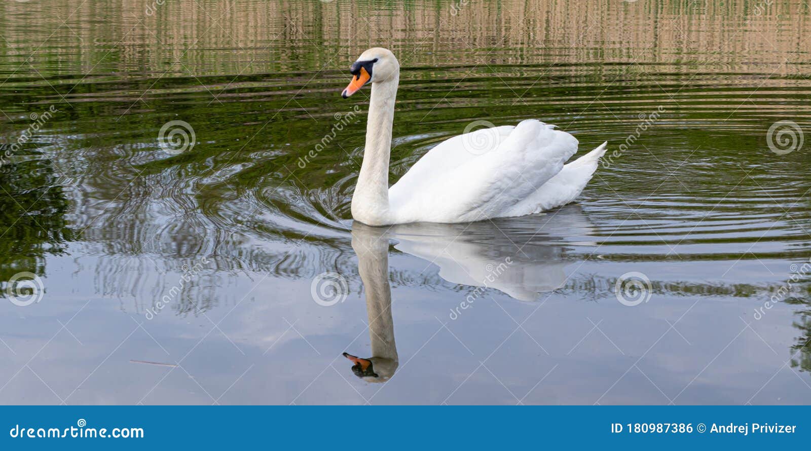 Beautiful White Swan on the Lake Stock Photo - Image of blue, lovely ...