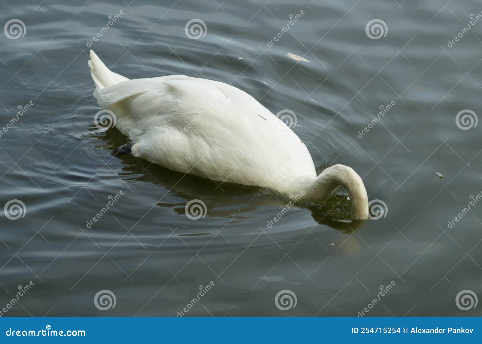 A Beautiful White Swan is Looking for Something in the Water Stock ...