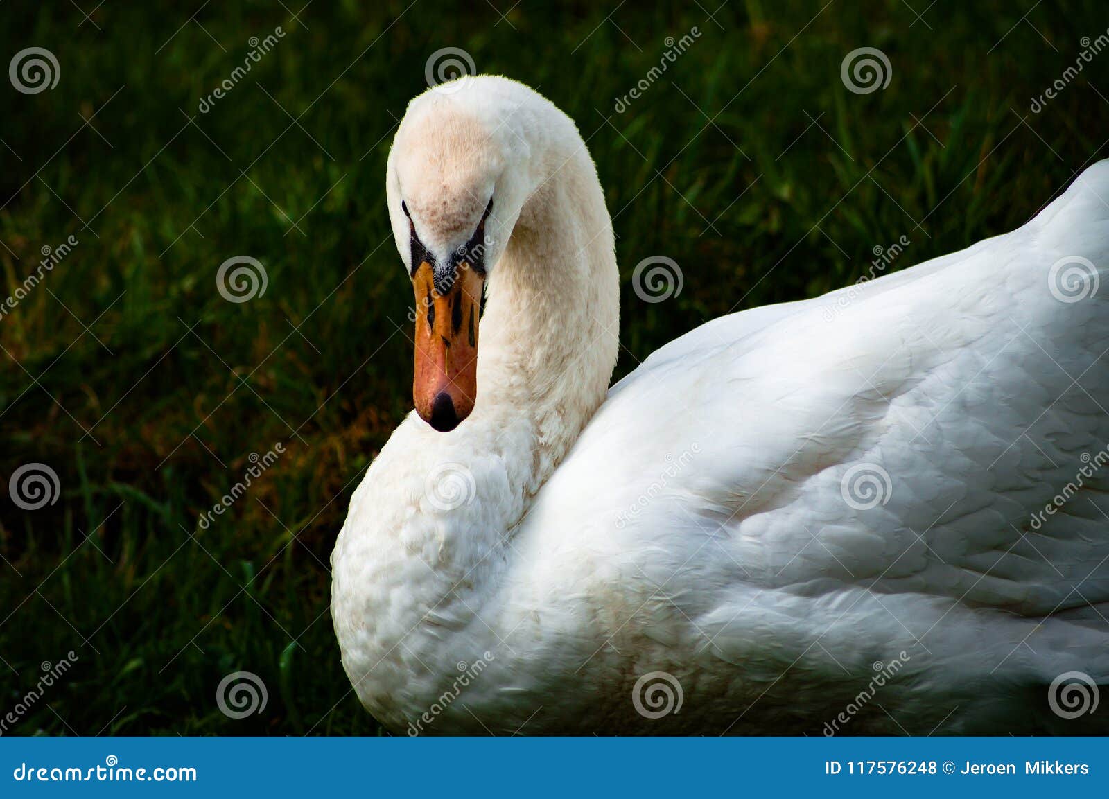 White Swan Looking into the Camera Stock Photo - Image of bird, farming ...