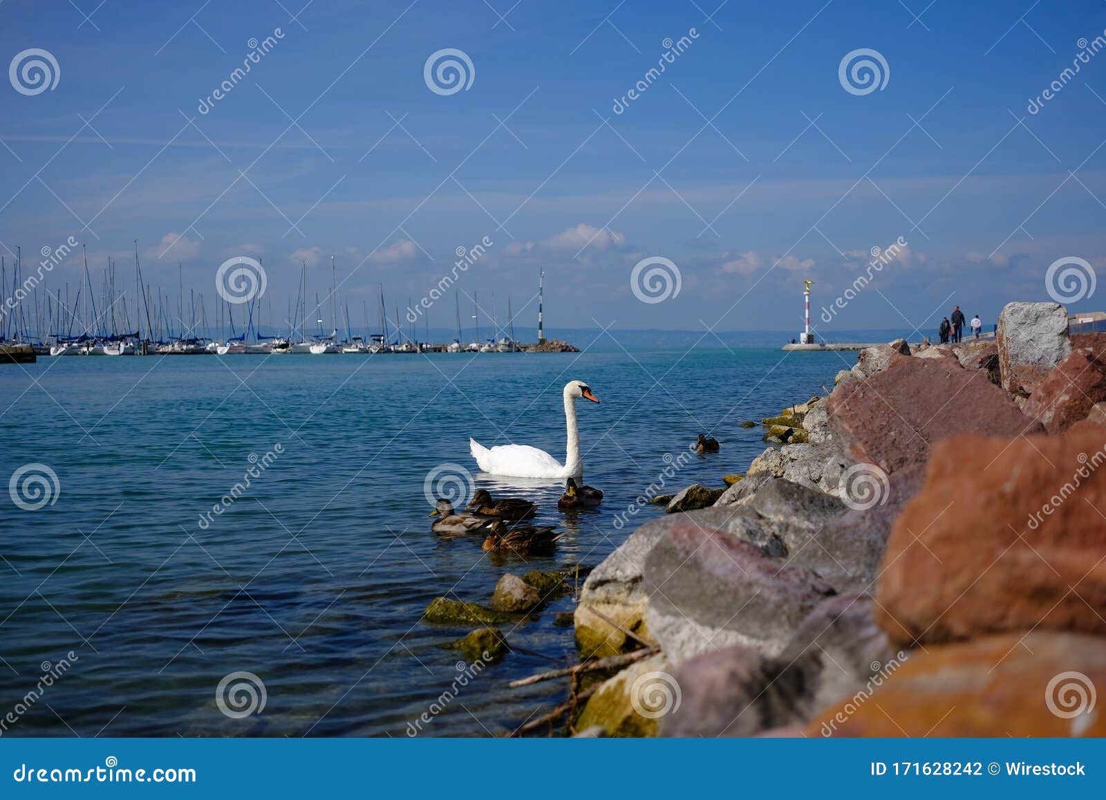 Beautiful White Swan at the Seashore Under the Clear Sky Stock Photo ...
