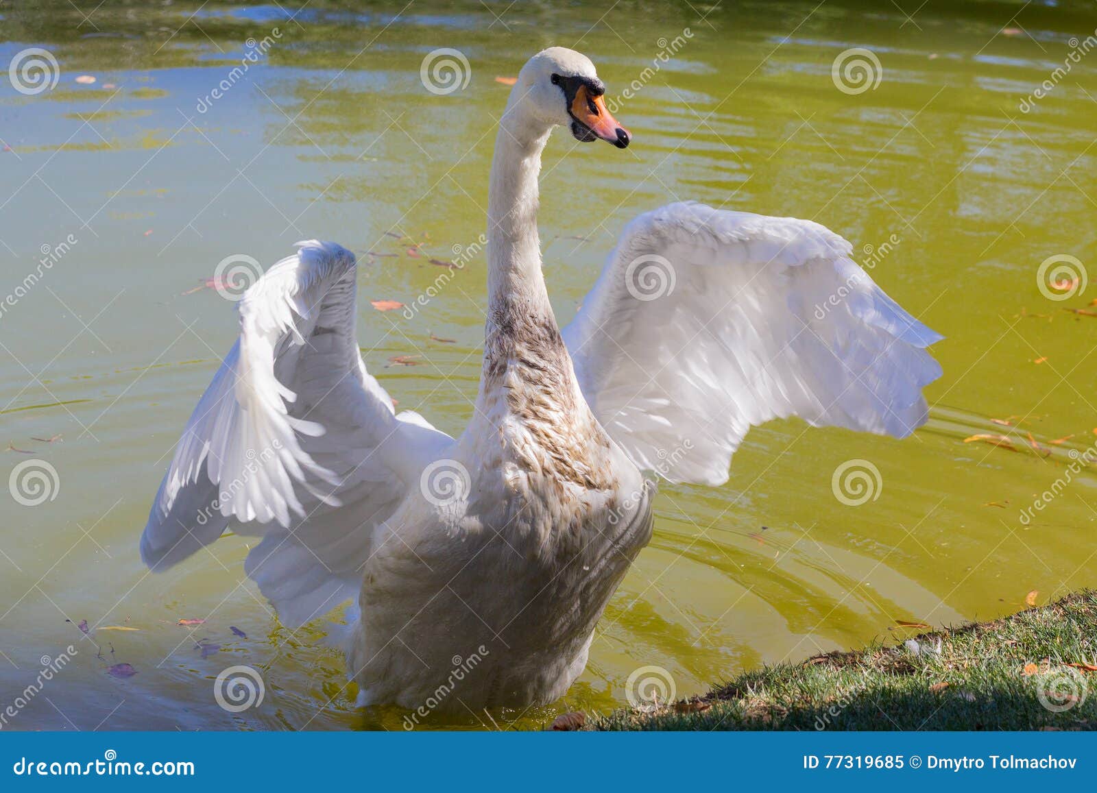 Beautiful White Swan Spread Its Wings Stock Image - Image of graceful ...