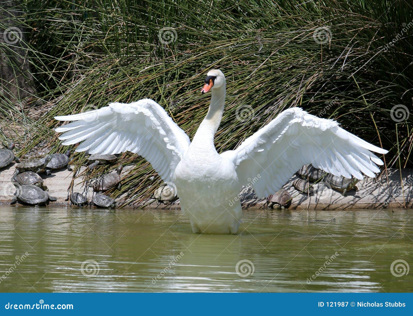 Beautiful White Swan Stretching after a Preening Session on a Big Lake ...
